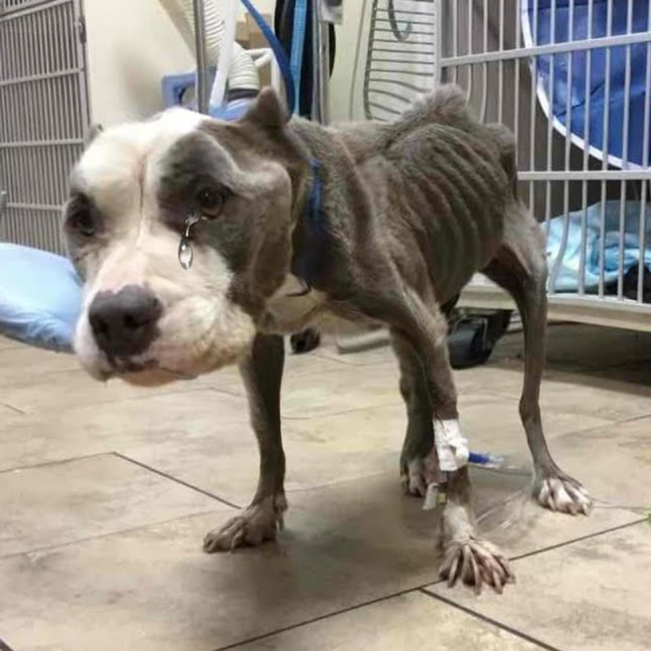 Trinity's Fierce Fight: Resilience Shines as Severely Underweight Pup ...