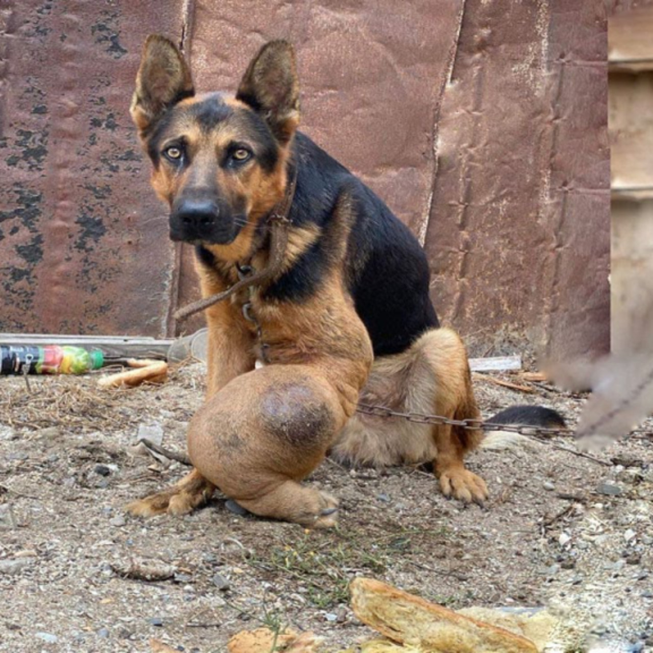Chained Dog Jordan's Heartbreaking Story Ignites Call for Animal ...