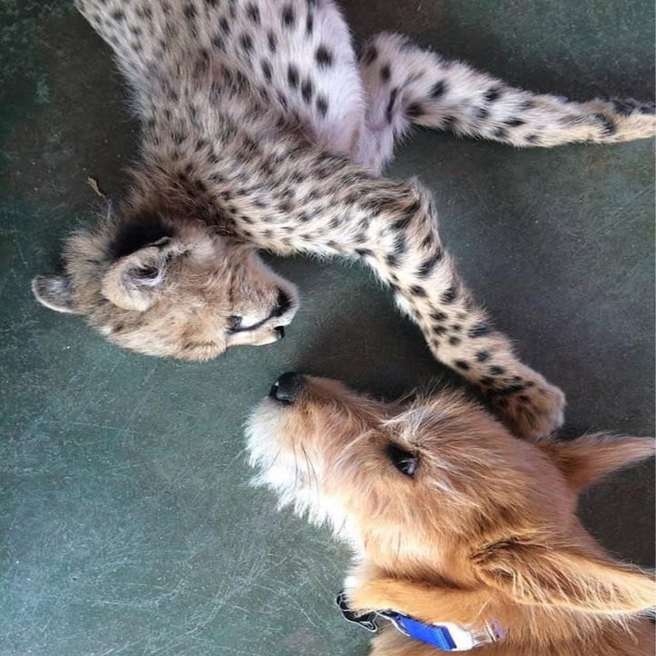 Heartwarming Friendship: Cheetah Cub and Rescue Puppy Unite at ...