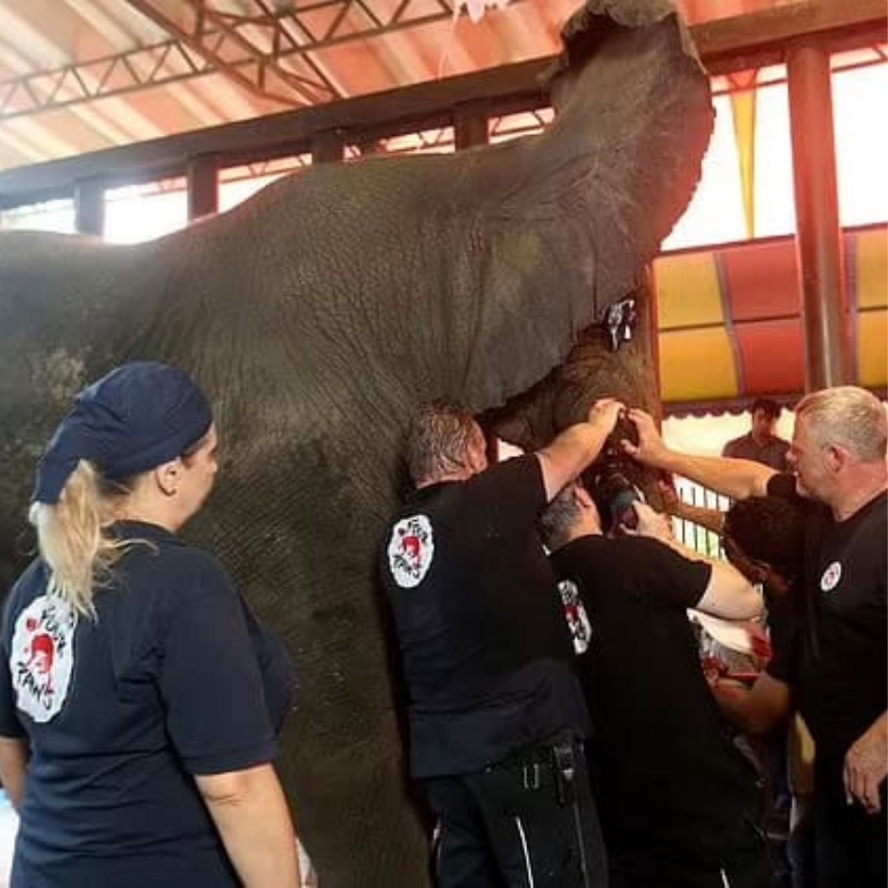 International Team Brings Hope to Elephants at Karachi Zoo