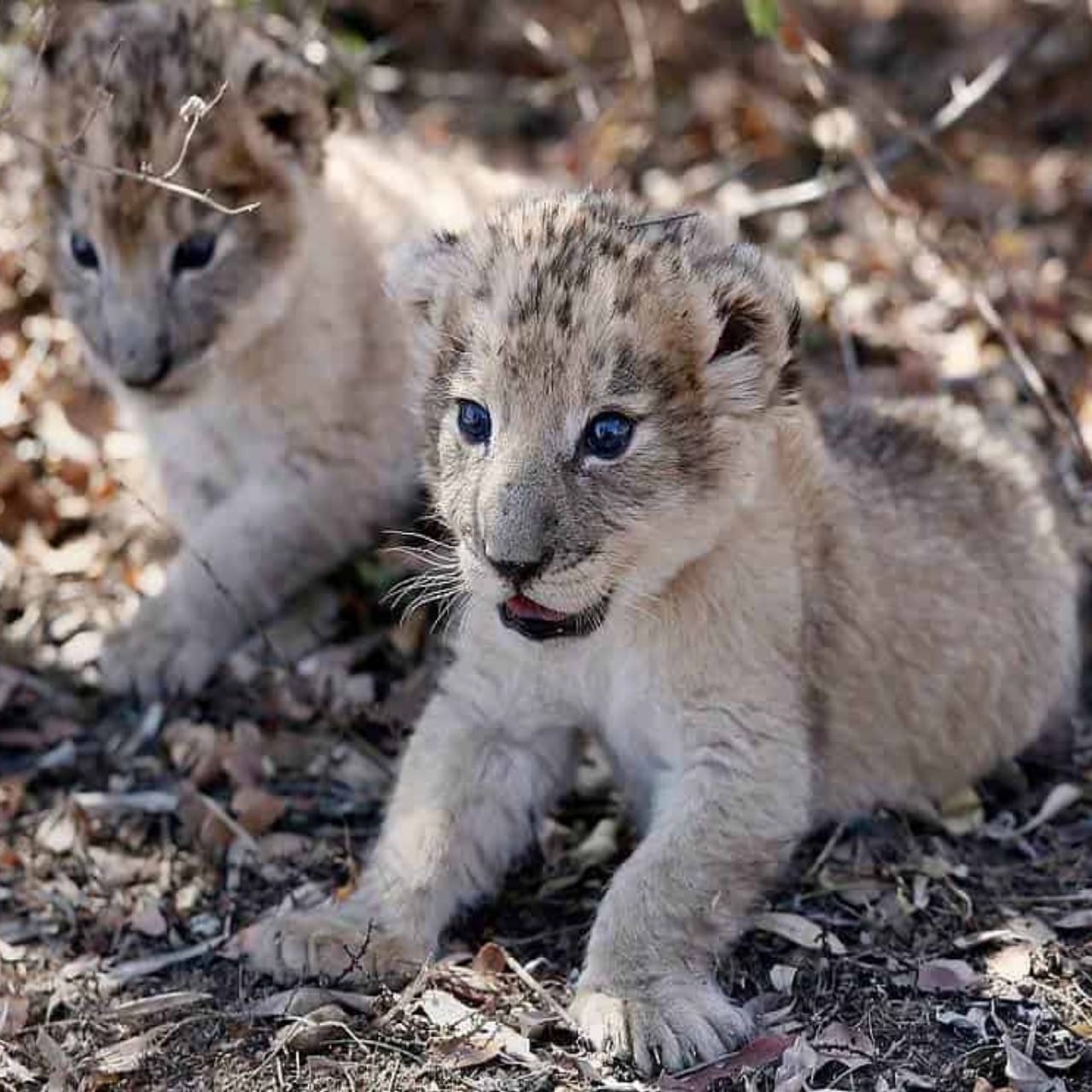 Historic Birth: First Lion Cubs via Advanced Techniques Shine Hope for ...