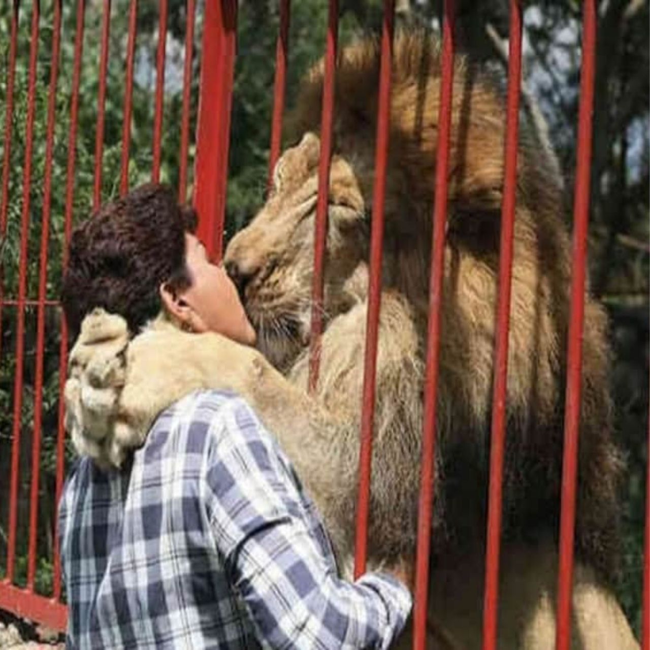A Heartfelt Goodbye: Remembering Jupiter the Lion