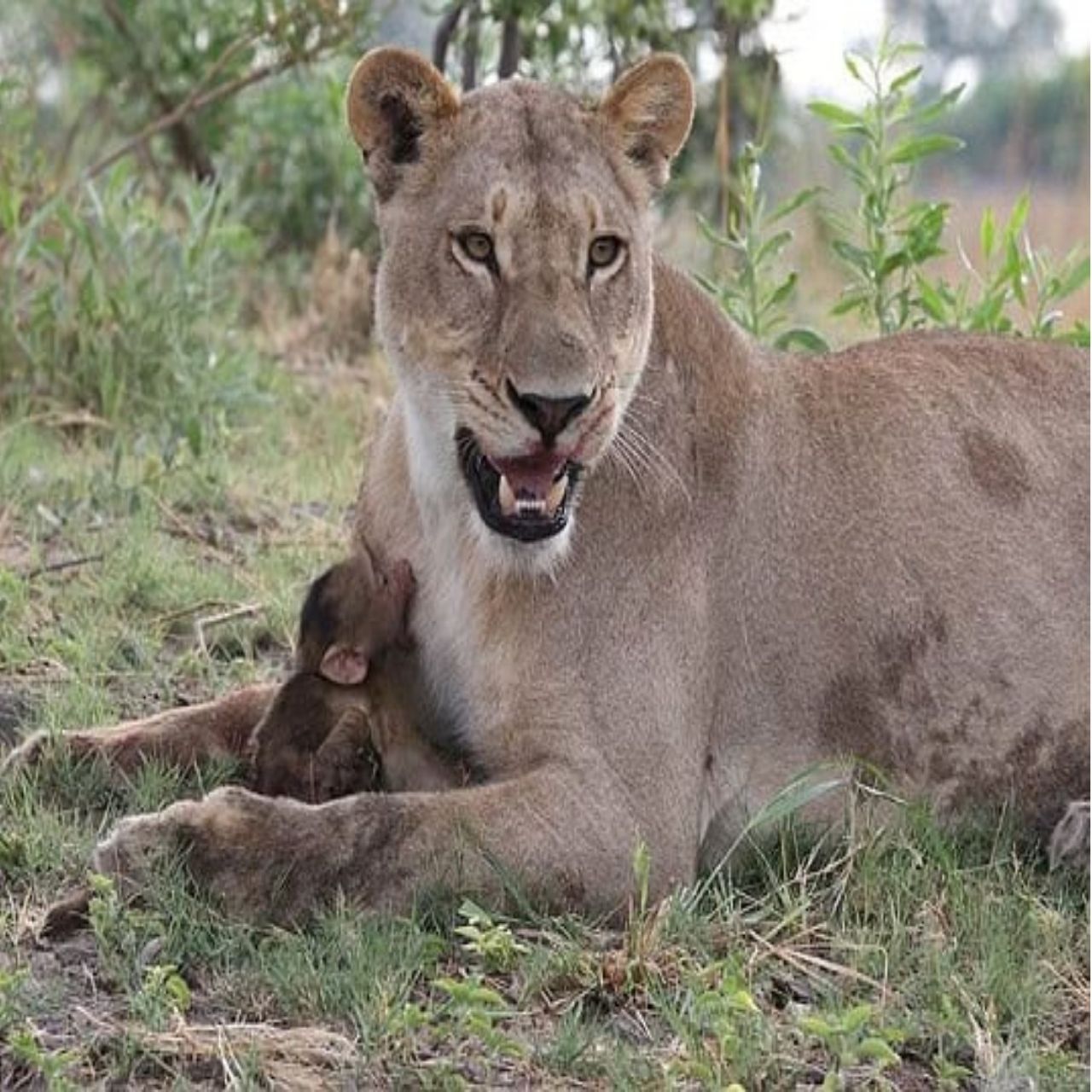 Surprising Bond: A Baby Baboon and a Lioness Showcase Nature's Compassion
