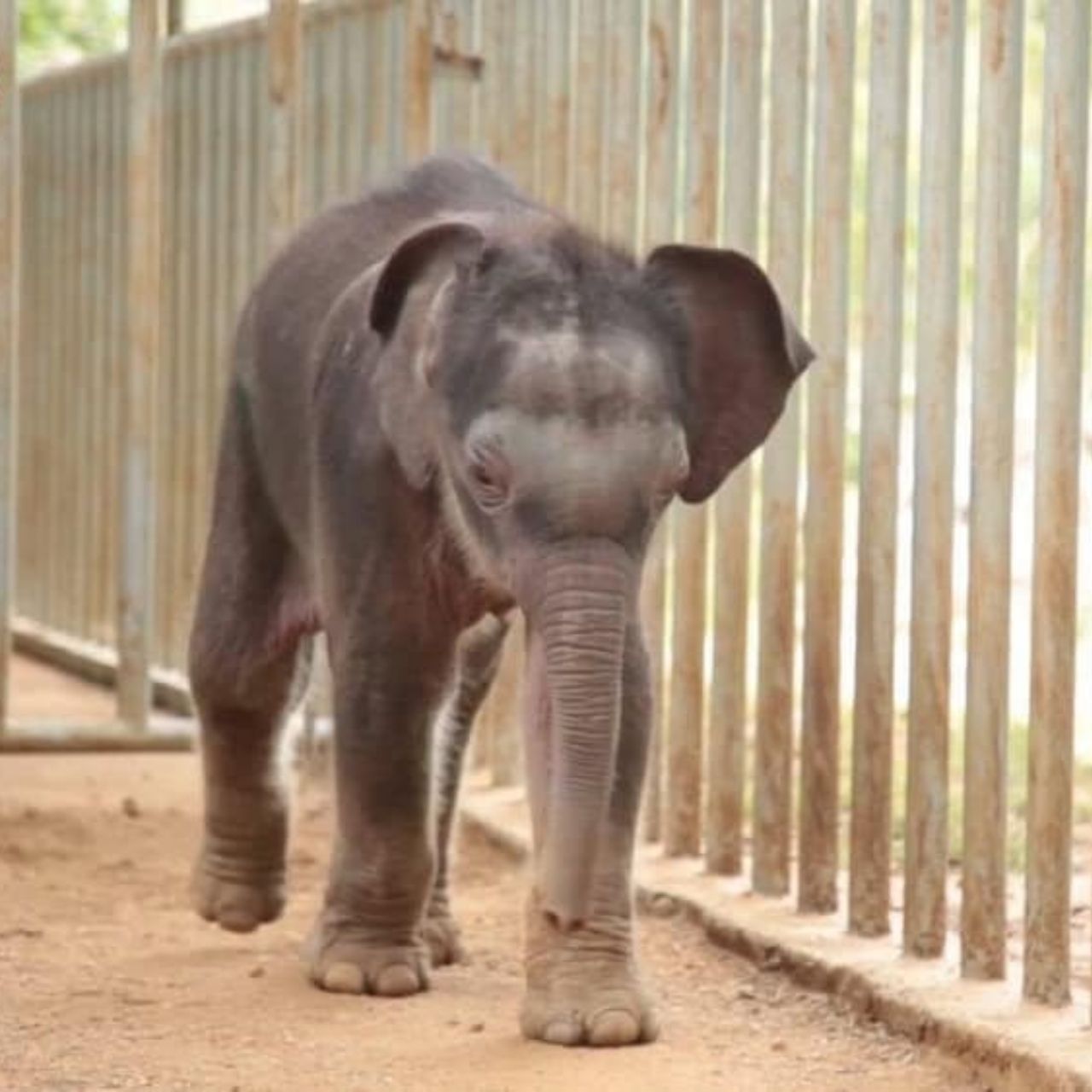 Discover the Adorable World of Baby Elephants in Sri Lanka