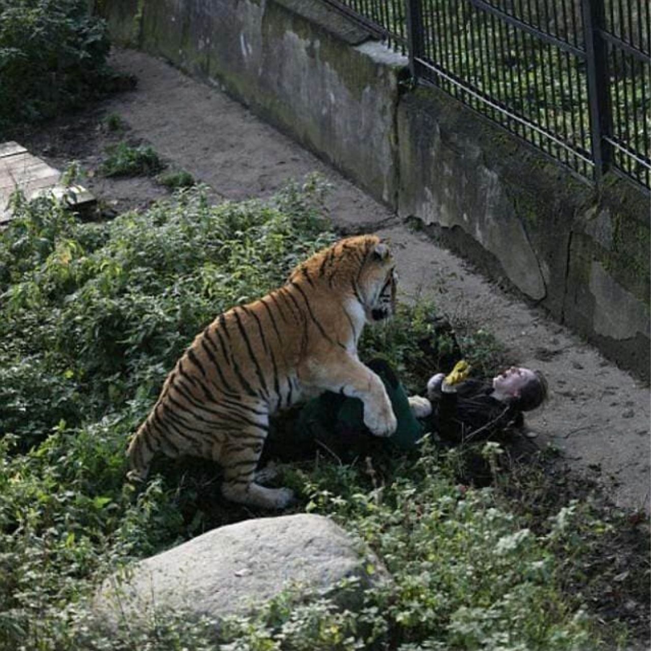 Visitors Stage Dramatic Rescue at Kaliningrad Zoo
