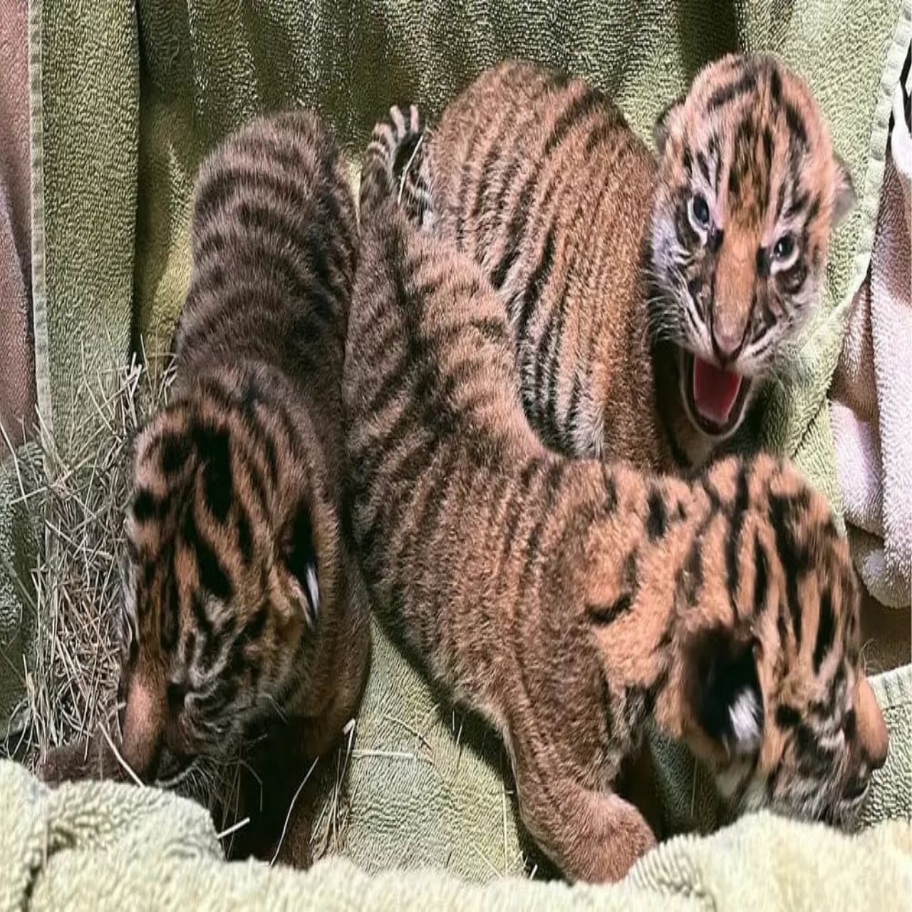 Nashville Zoo Welcomes Historic Birth of Sumatran Tiger Cubs