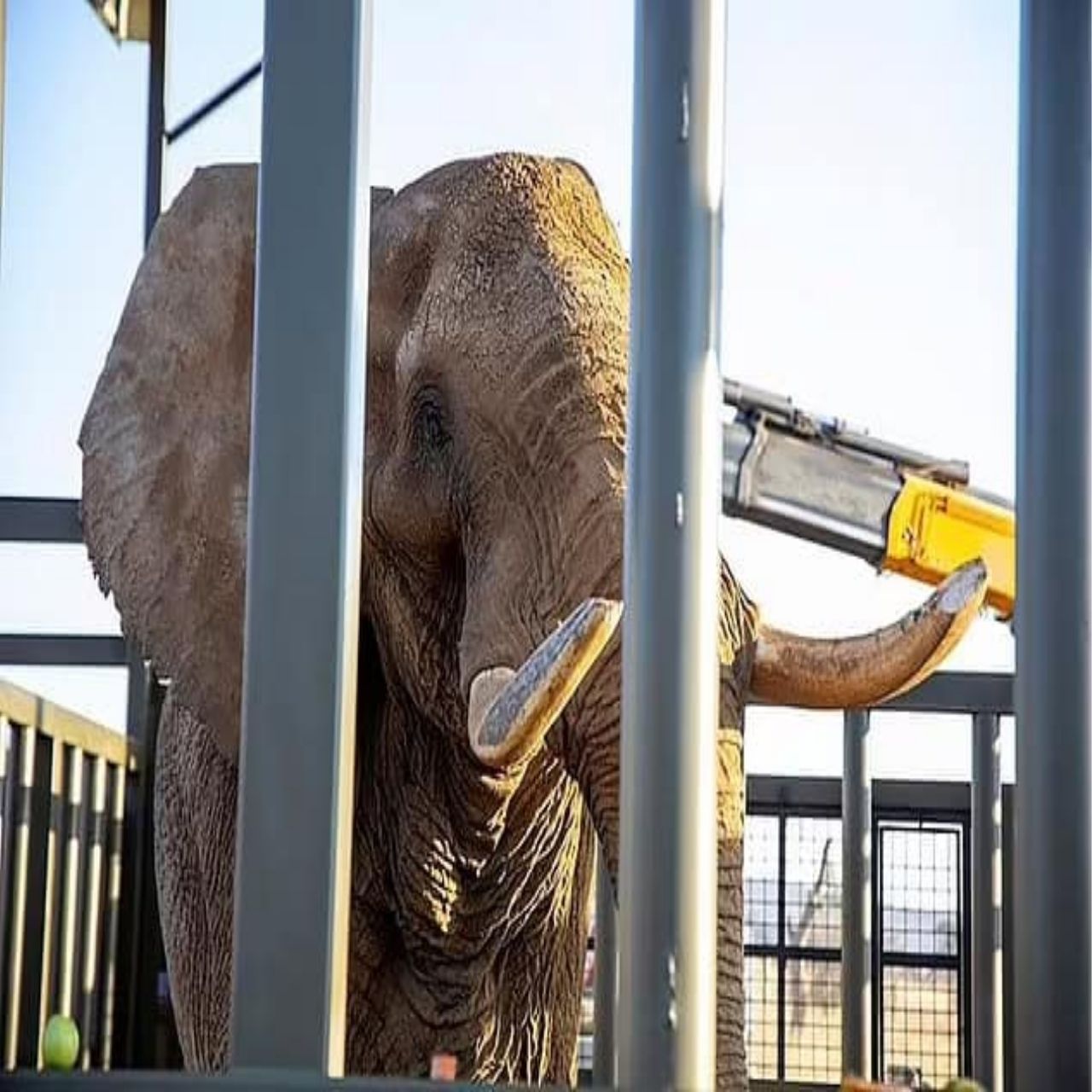 Charley the Elephant Begins His New Journey to Freedom