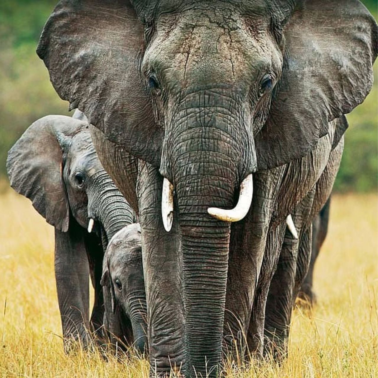 How Bees Are Helping Kenyan Farmers Coexist with Elephants