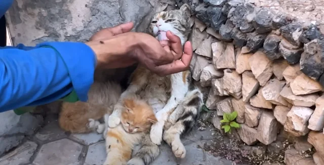 Rescuing Hope: A Mother's Triumph and a Kitten's Heartwarming Tale