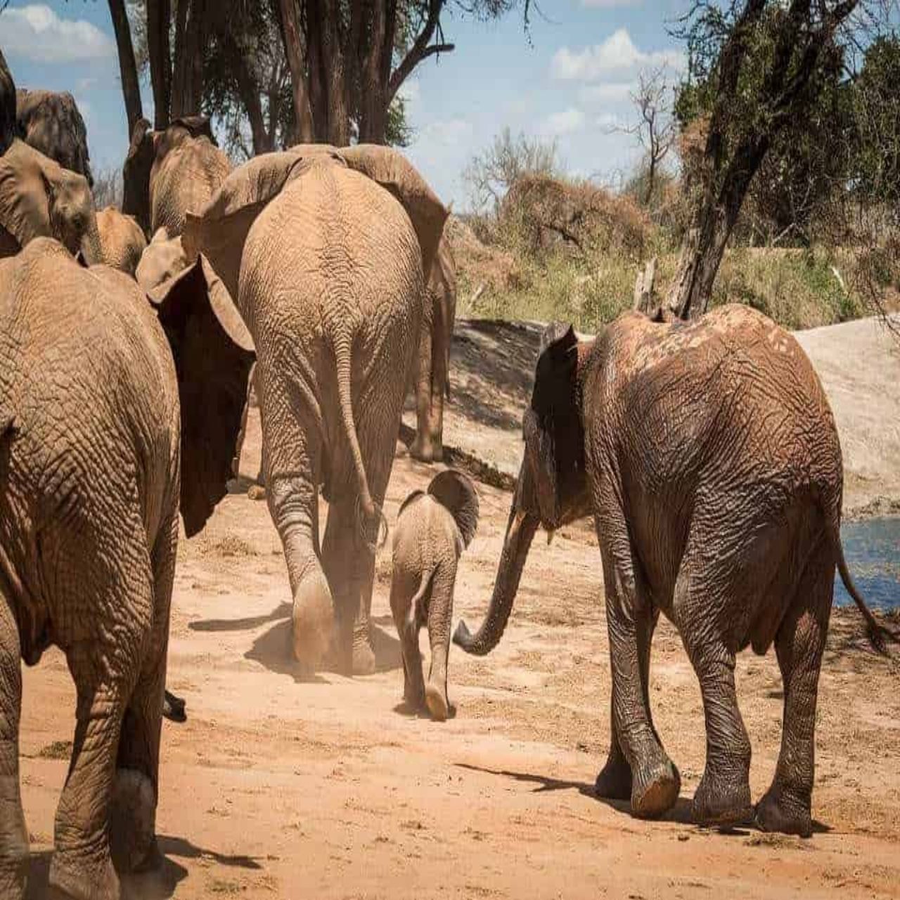 The Remarkable Journey of Lenana: A Mother Lion’s Love and Resilience