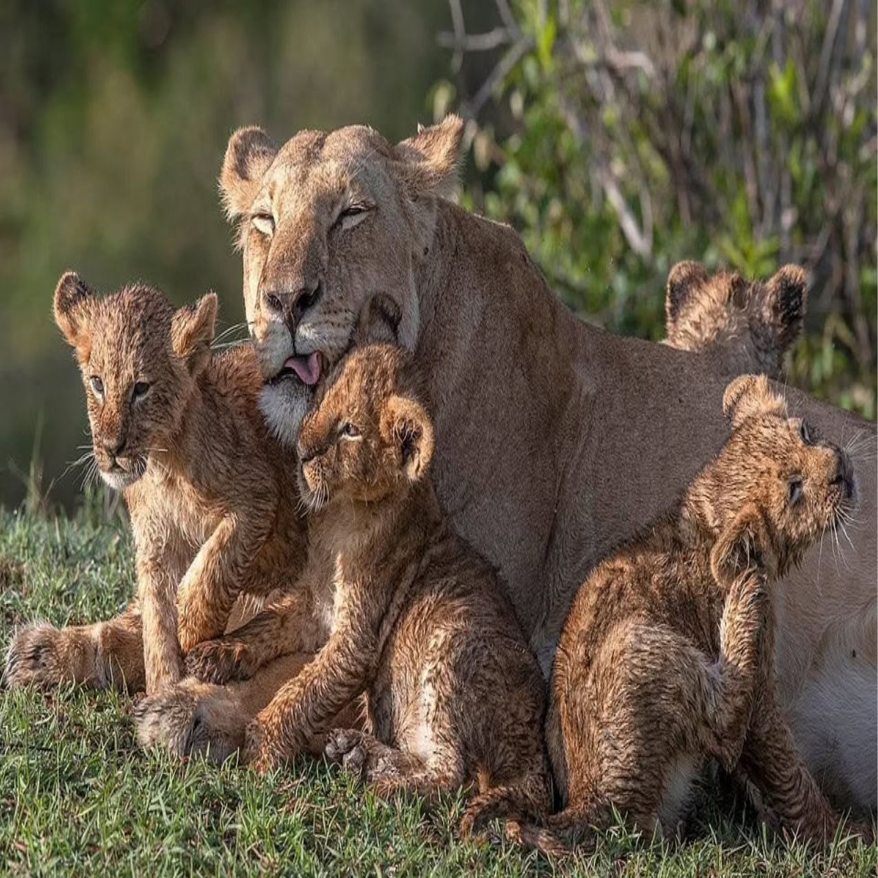 Young Lions Conquer the Mighty Mara River