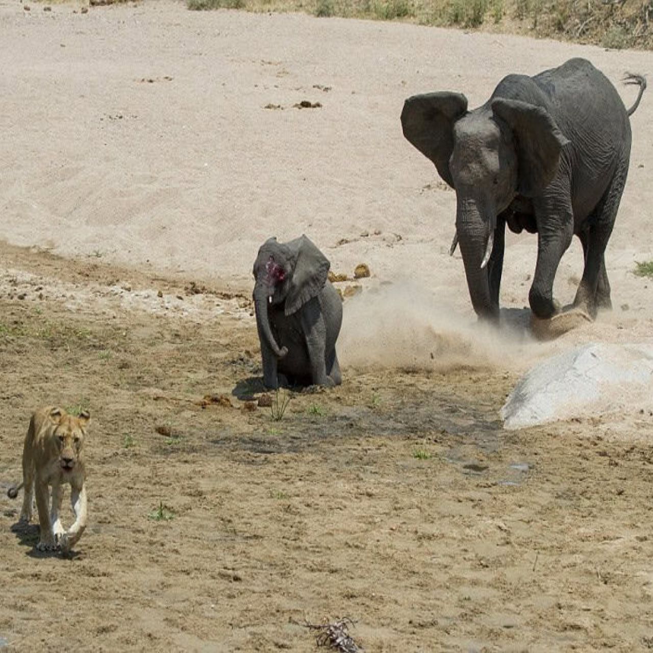 Heart-Wrenching Encounter: Elephants and Lions in Ruaha National Park