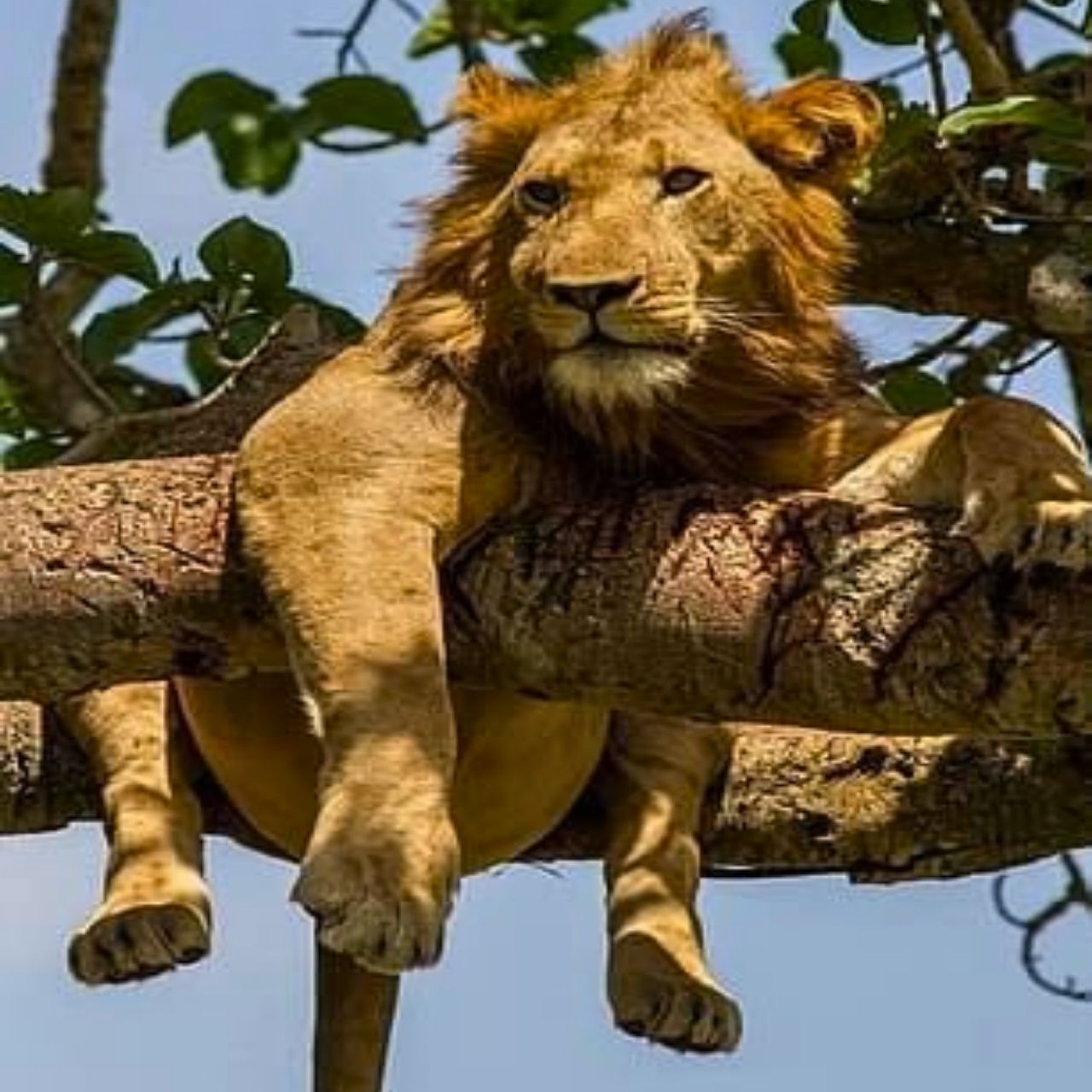 Lions in Trees: The Surprising Behavior of Nature's Kings
