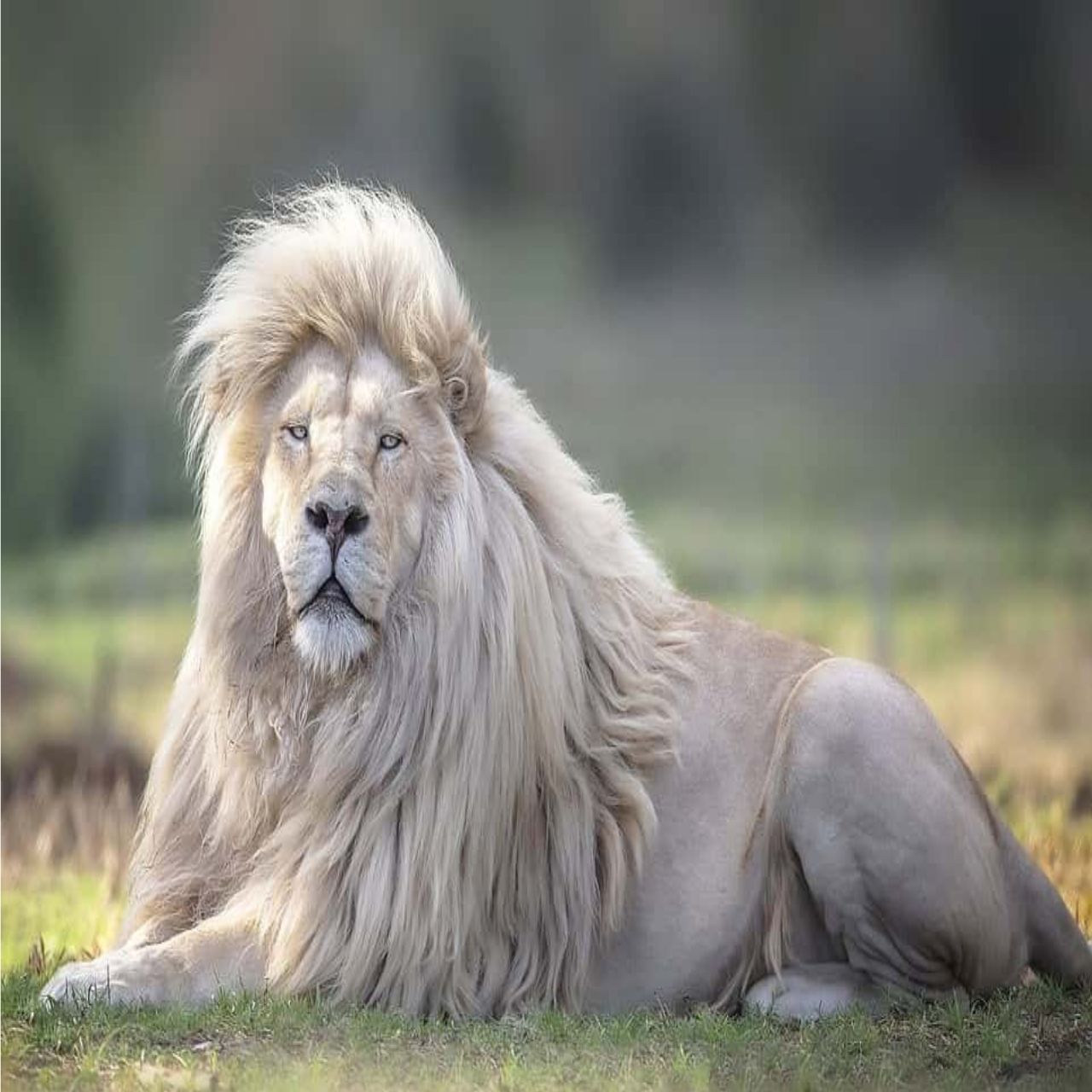 Discover Moya: The Captivating White Lion Inspiring Conservation Efforts