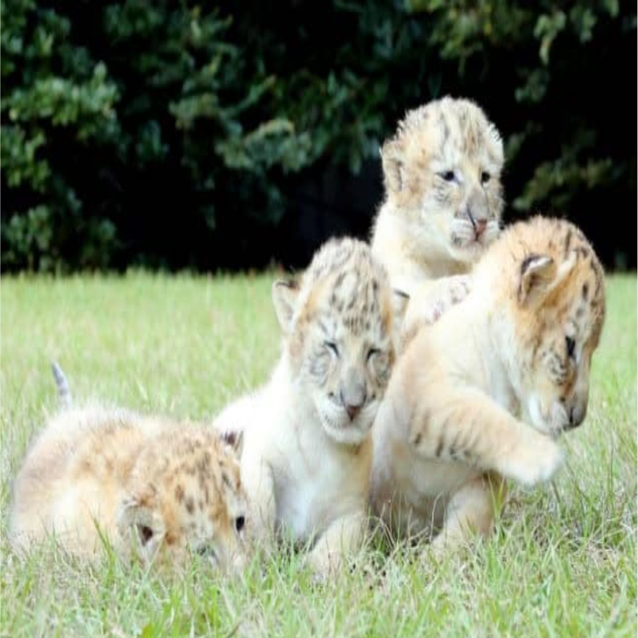 Discover the Enchantment of Liger Cubs at Myrtle Beach Safari