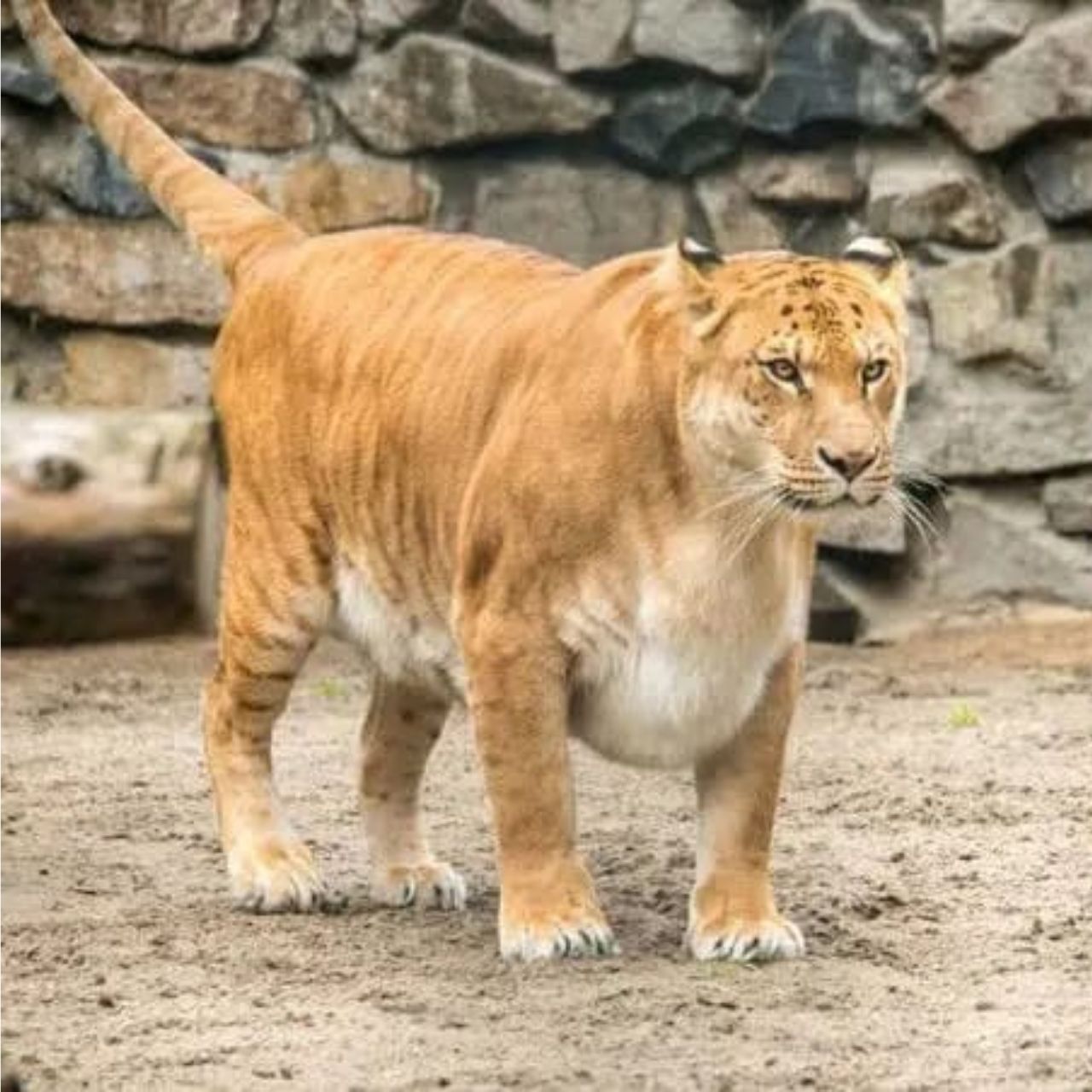 The Majestic Liger: A Unique Hybrid of Strength and Gentleness