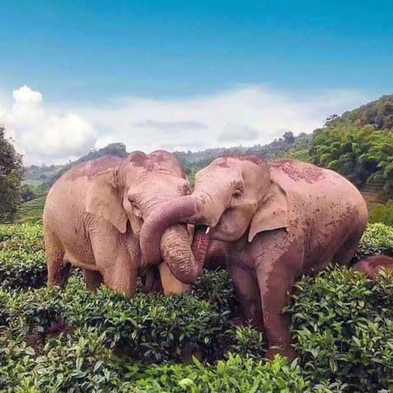 Elephants Caught Resting After a Curious Adventure in Yunnan