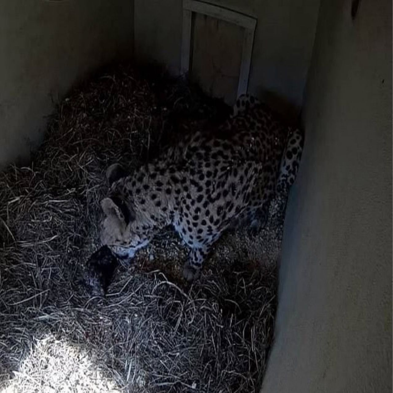Cheetah Mother Echo Welcomes Four Adorable Cubs at National Zoo
