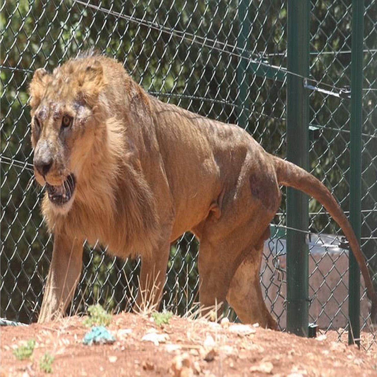 Journey to Hope: Rescued Animals Find New Lives