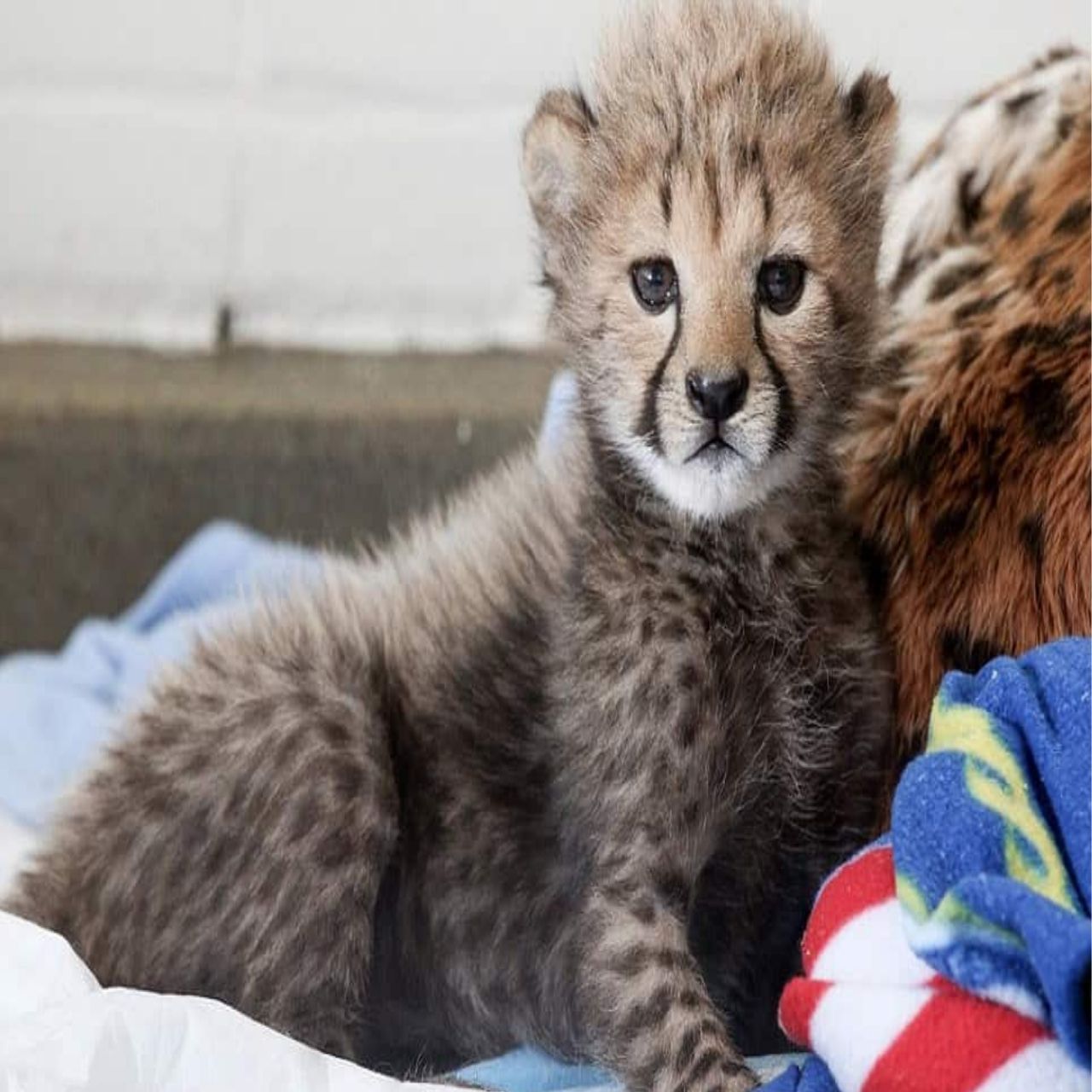 New Beginnings: Cheetah Finds Home with Newborn Cubs at Cincinnati Zoo