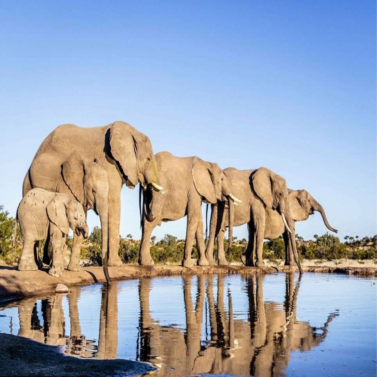 Capturing Nature's Giants: Bobby-Jo Clow's Journey with Elephants