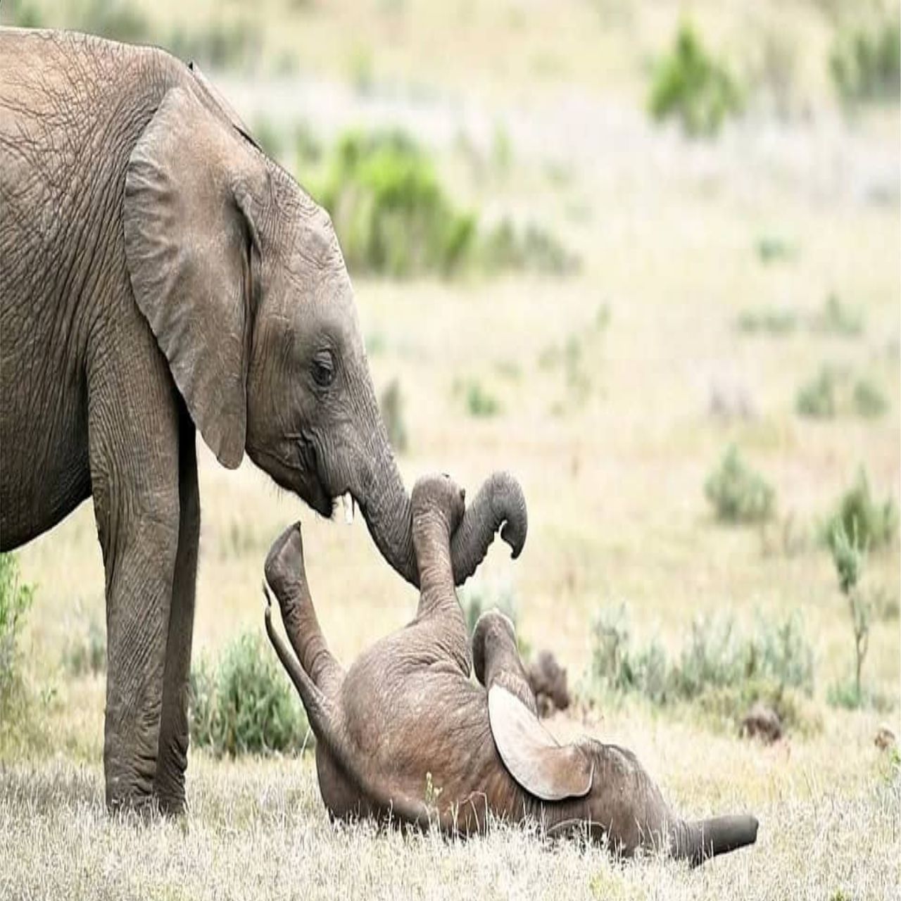 Playful Brotherhood: Baby Elephants Bring Joy at Addo Elephant Park