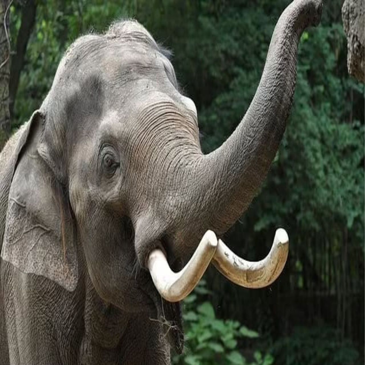 Raja the Beloved Asian Elephant Embarks on a New Journey