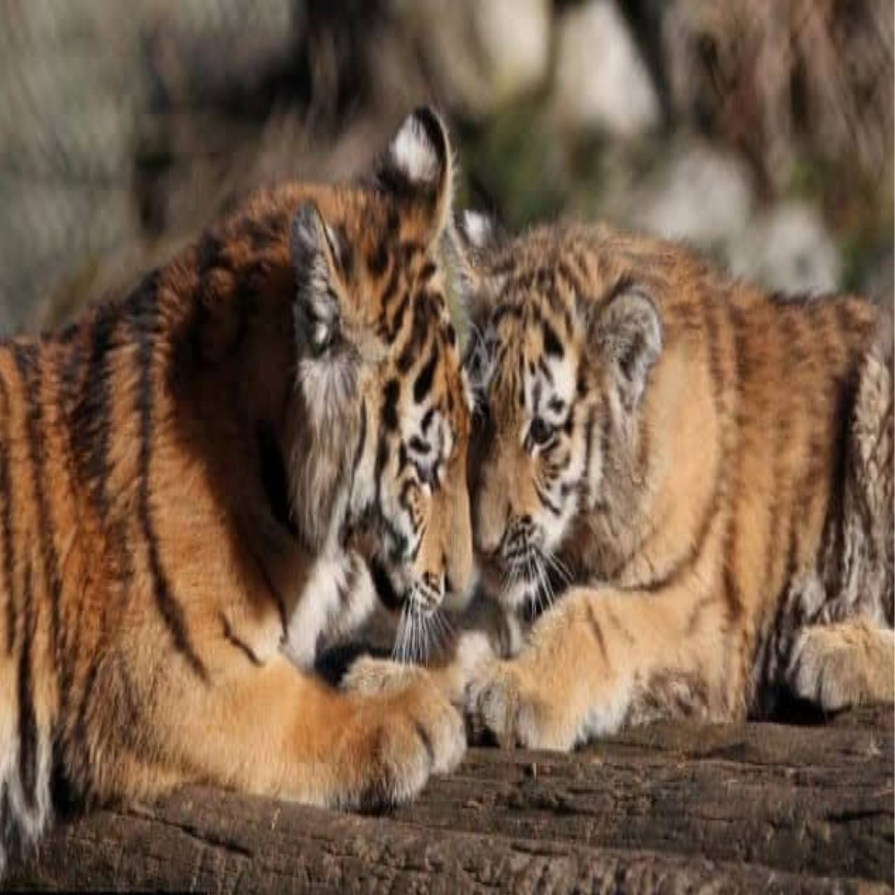 Meet Kazimir and Arina: The Adorable Amur Tiger Cubs Making Their Debut