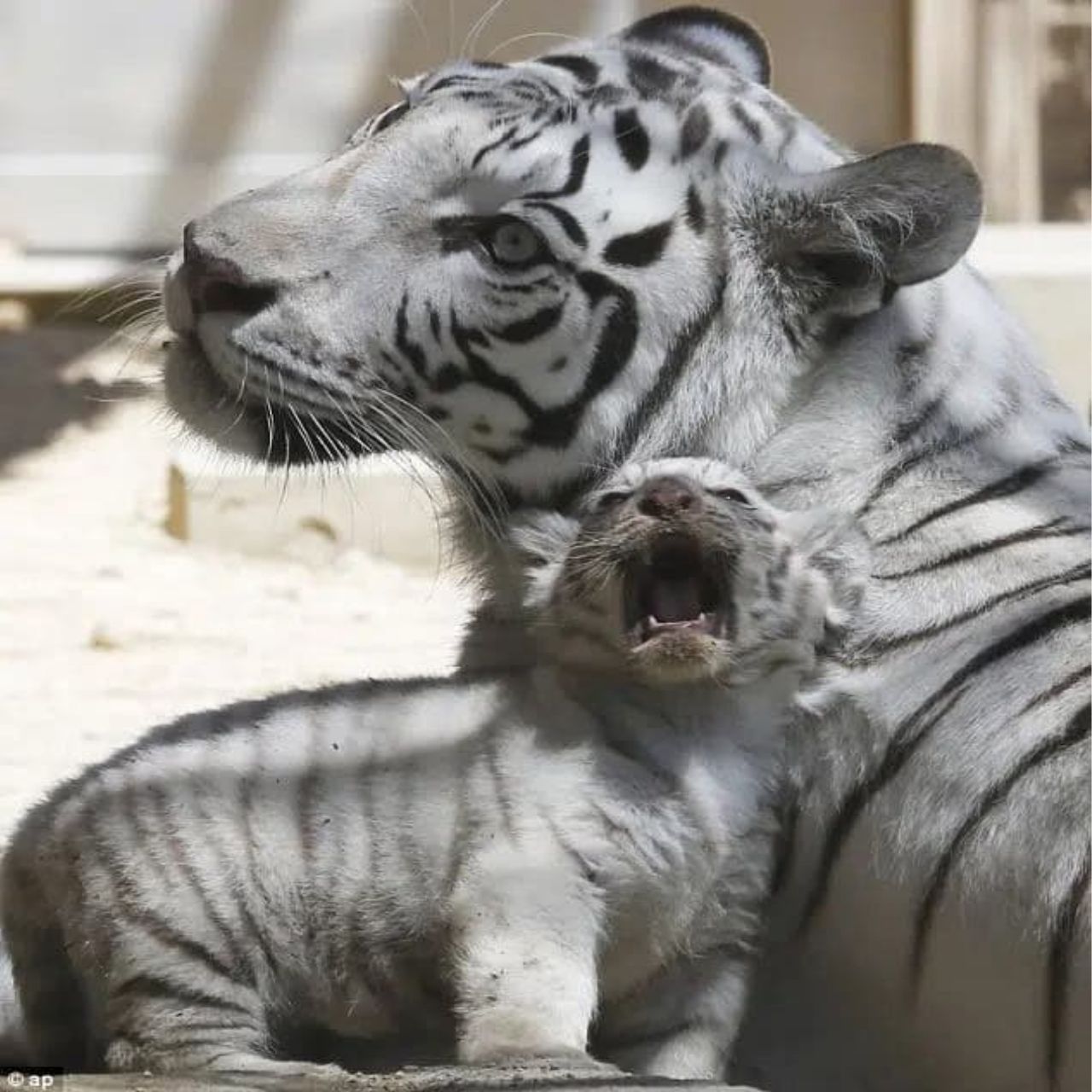 Adorable White Tiger Cubs Make Their Debut at Tobu Zoo