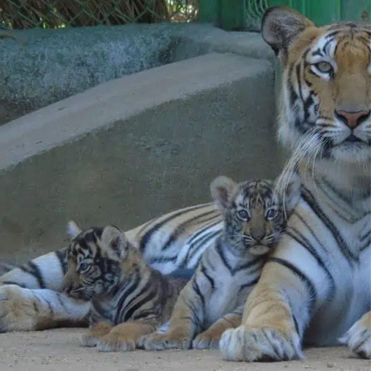Rare Black Tiger Cubs Born at Birsa Zoo: A Conservation Milestone