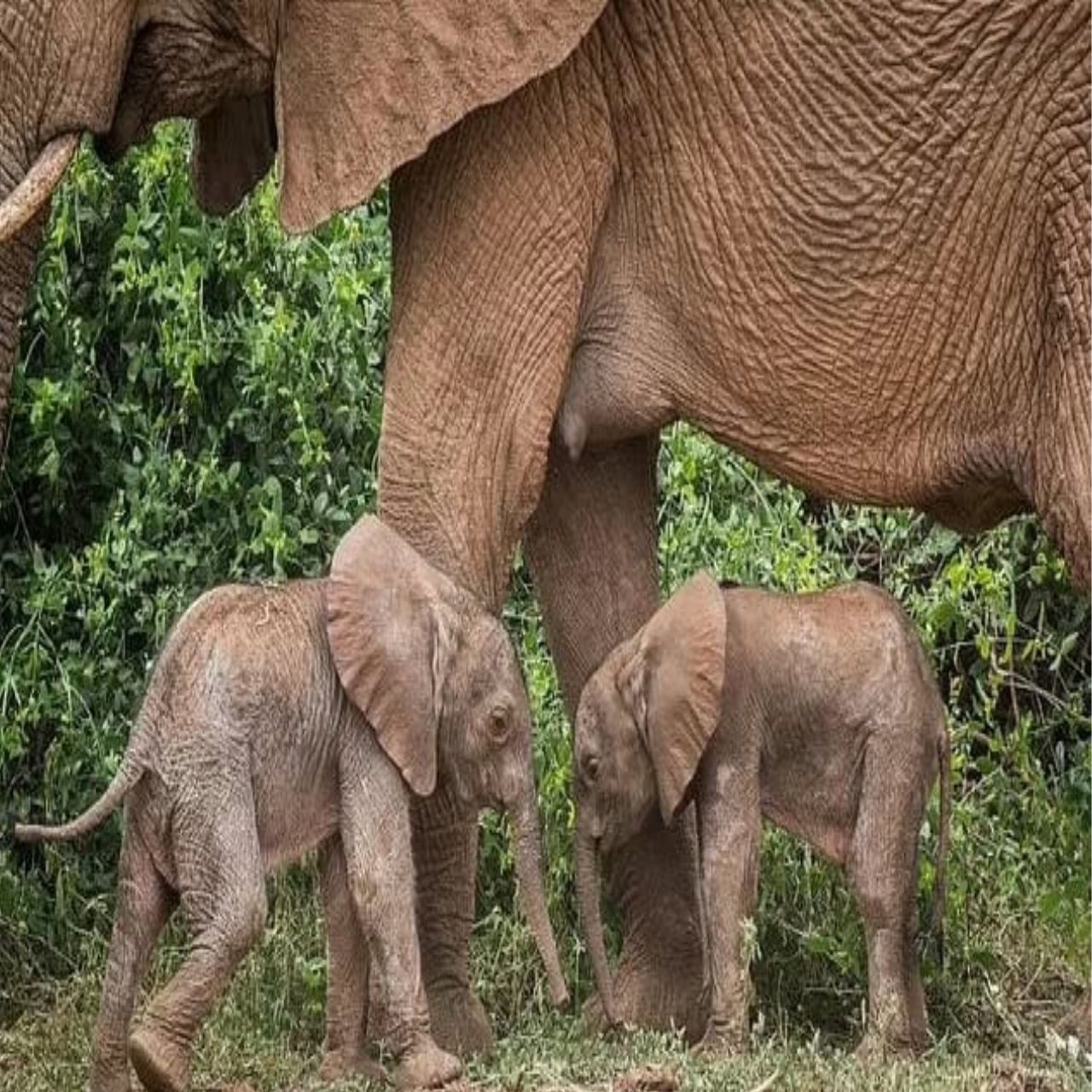 Rare Birth of Twin Elephants in Kenya Captivates Conservationists