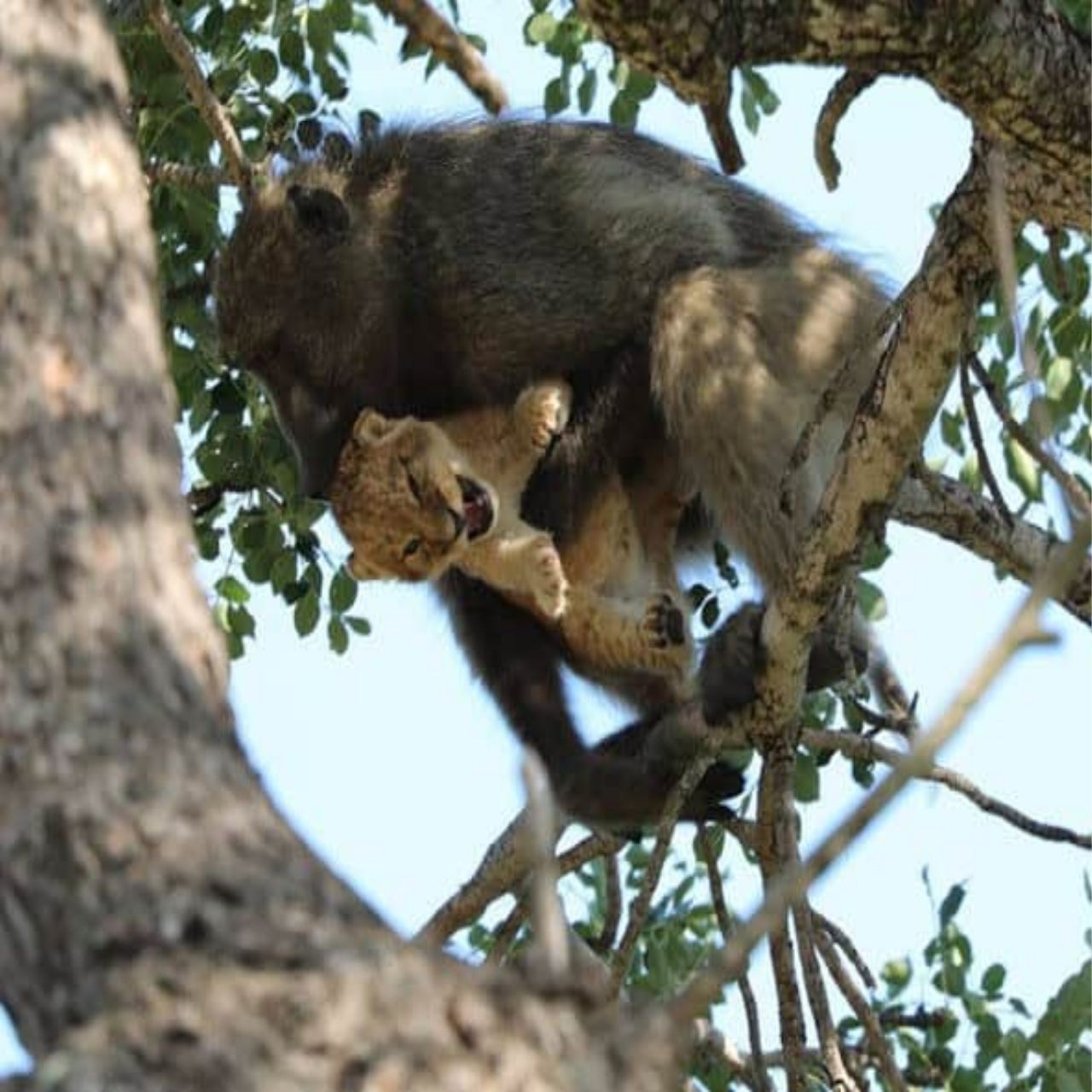 Unlikely Friendship: A Baboon and a Lion Cub at Kruger National Park