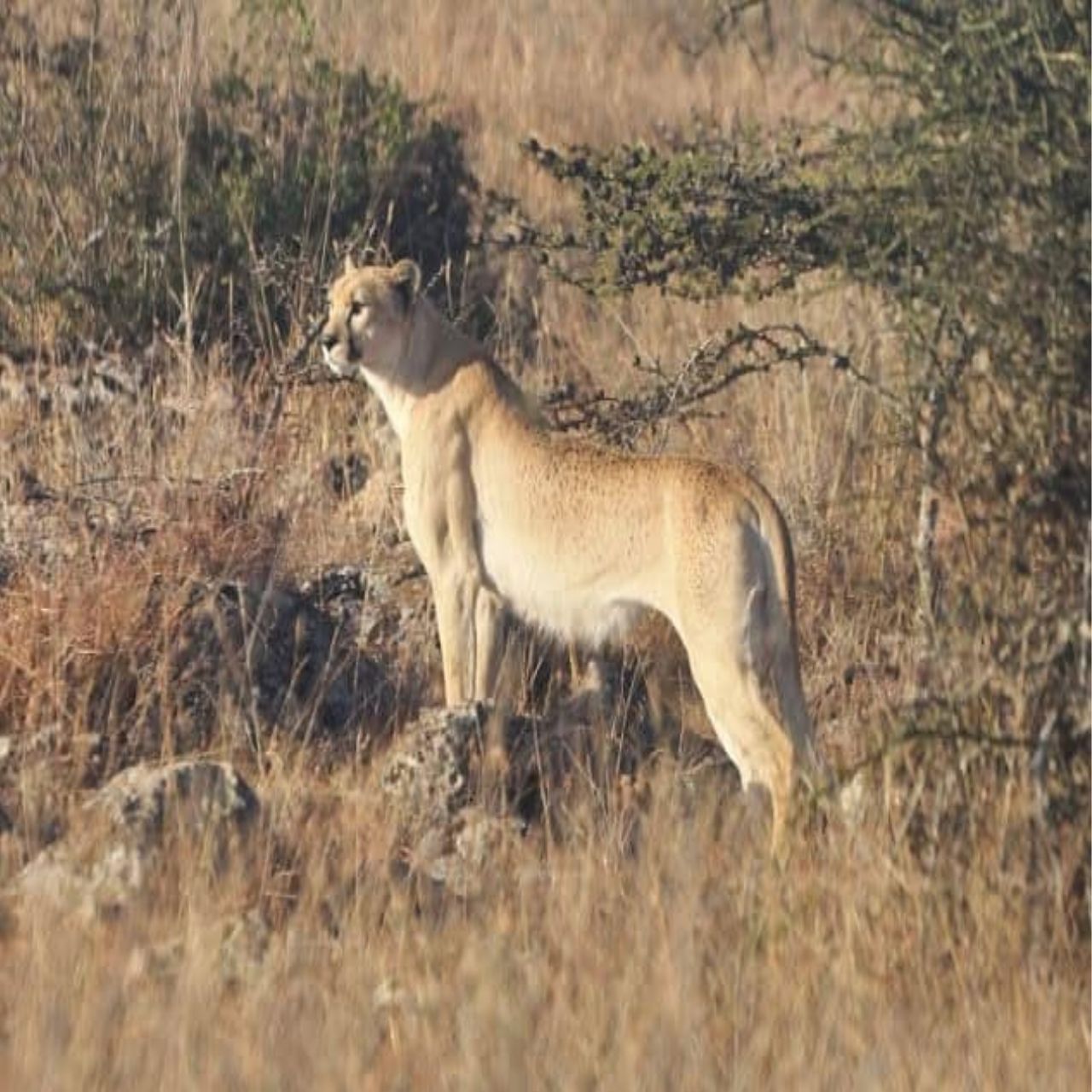 Rare Spotless Cheetah Sighting Amazes Wildlife Enthusiasts