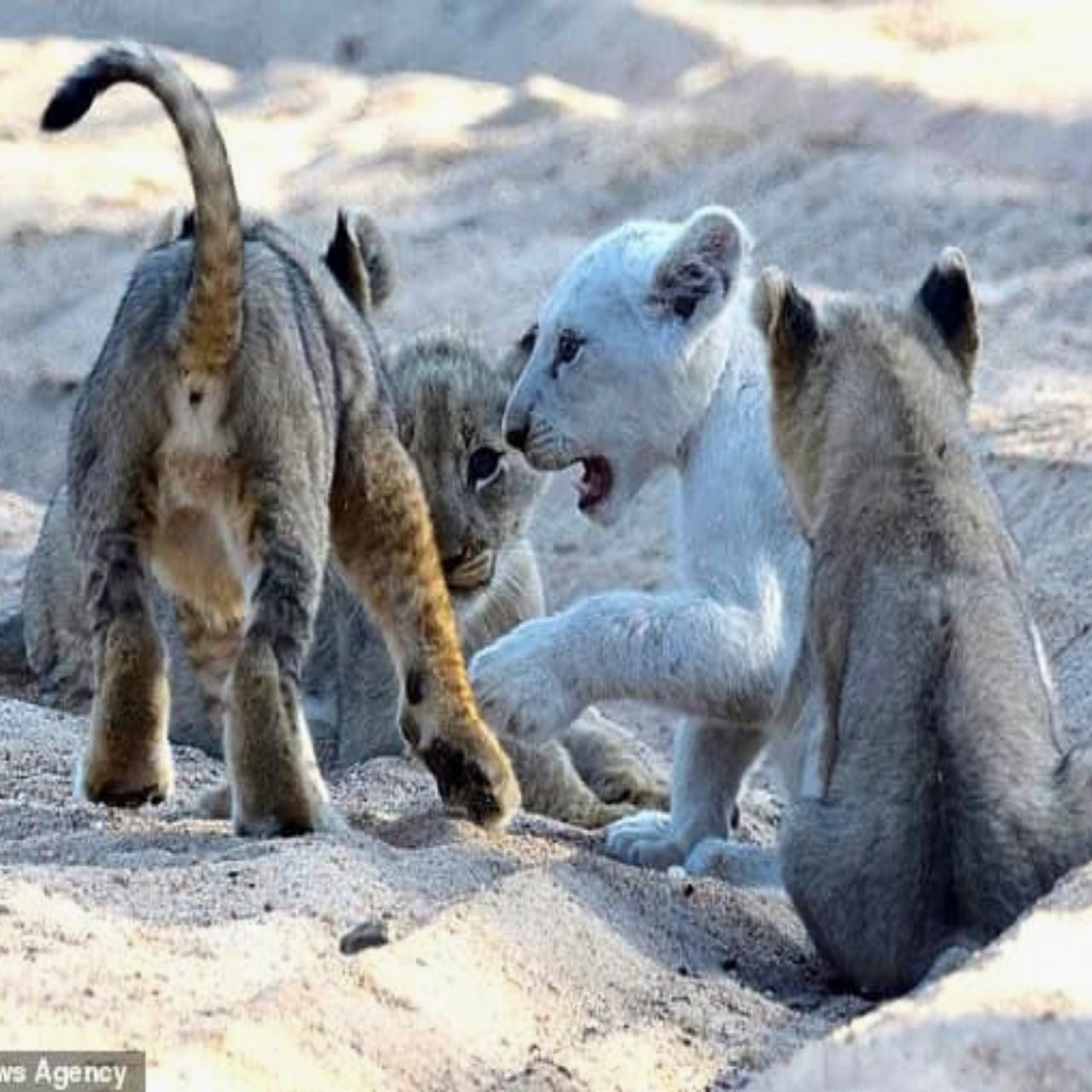 Rare White Lion Cub Spotted Playing in Kruger National Park