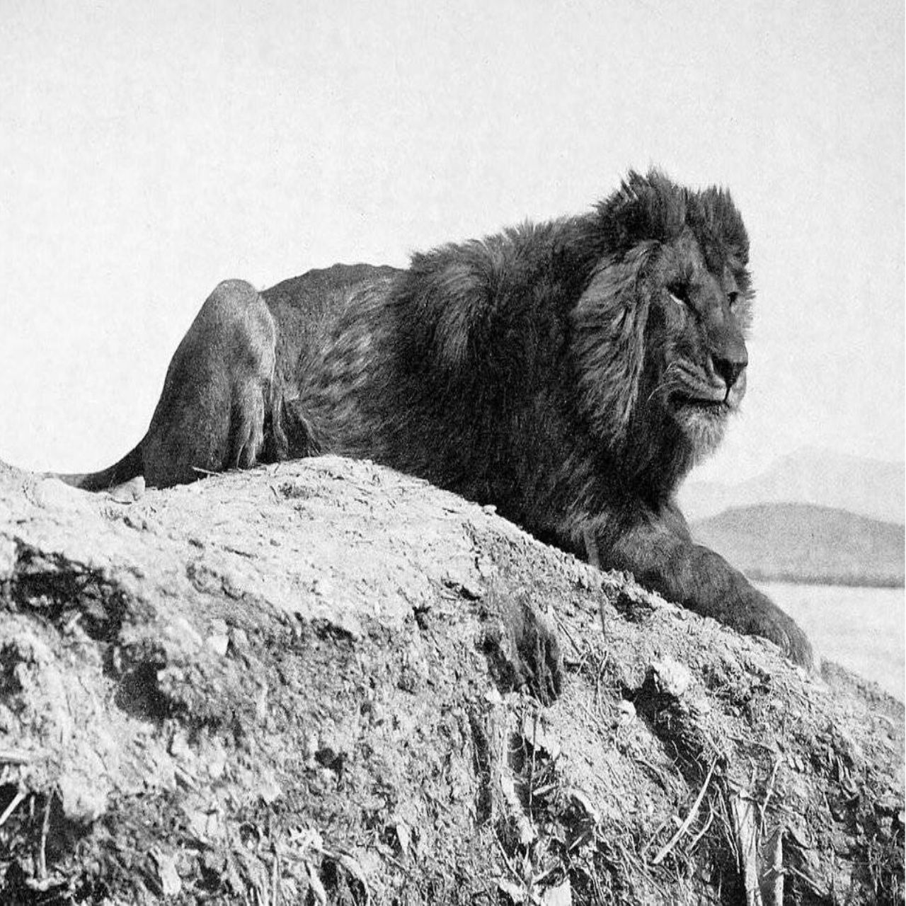 The Majestic Barbary Lion: A Legacy in the Making