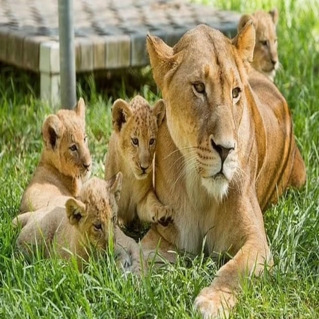 Five Adorable Lion Cubs Make Their Debut at Taronga Zoo!