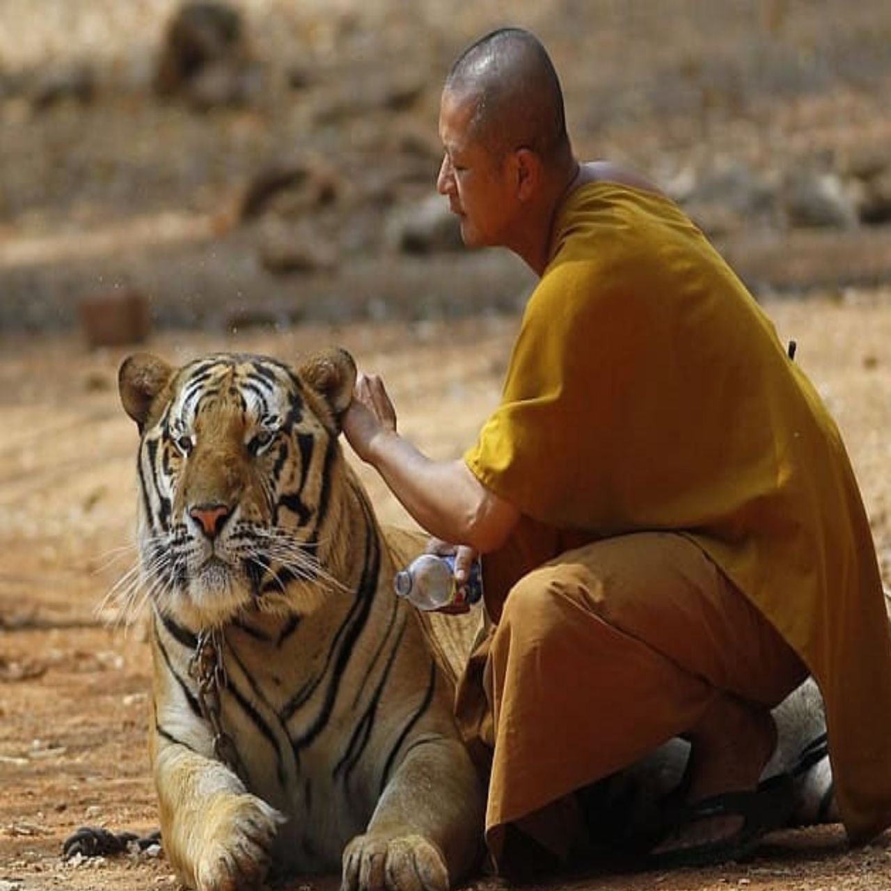 Tiger Temple Cleared of Allegations After Thorough Inspection