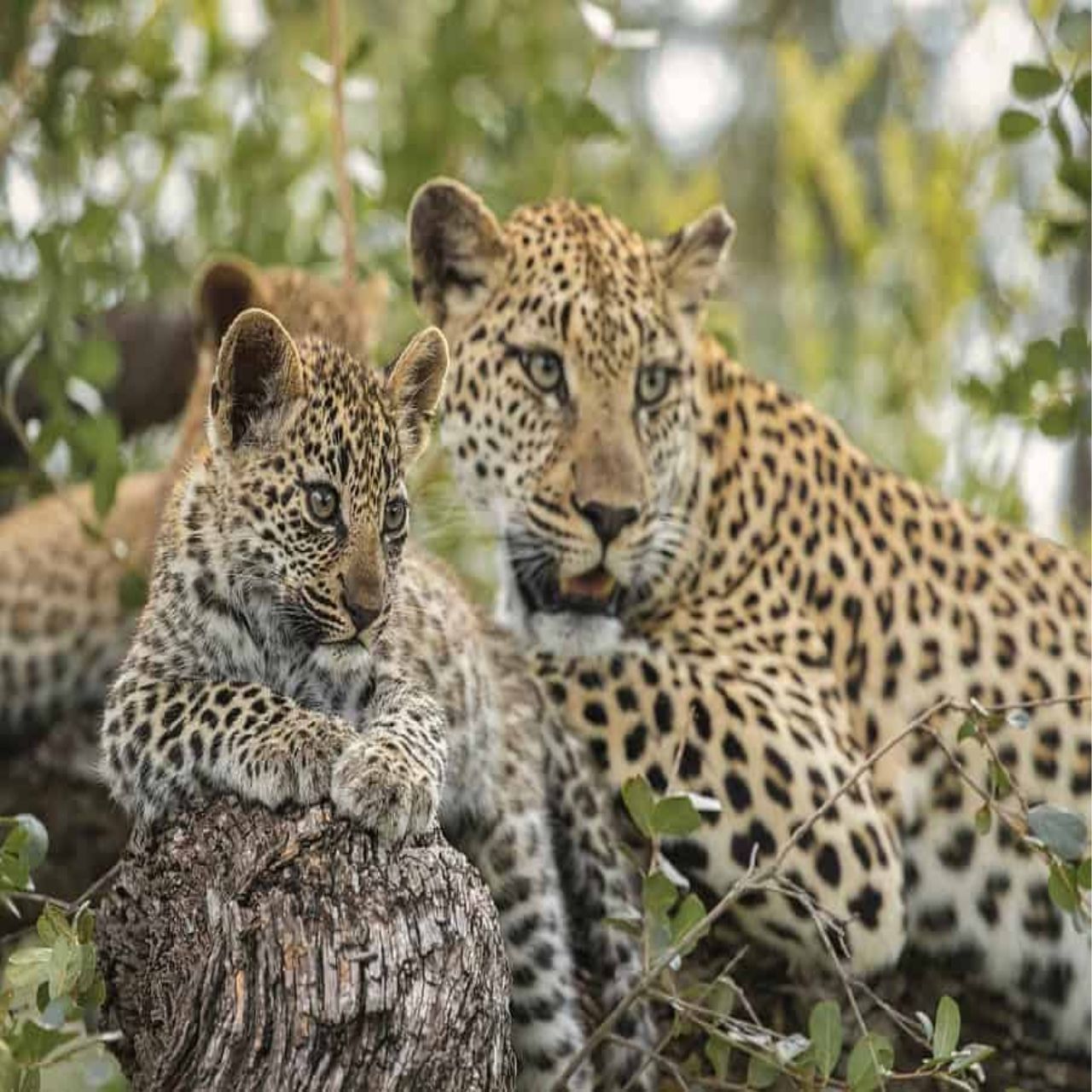 The Heartwarming Bonds of the Fire Leopard Family