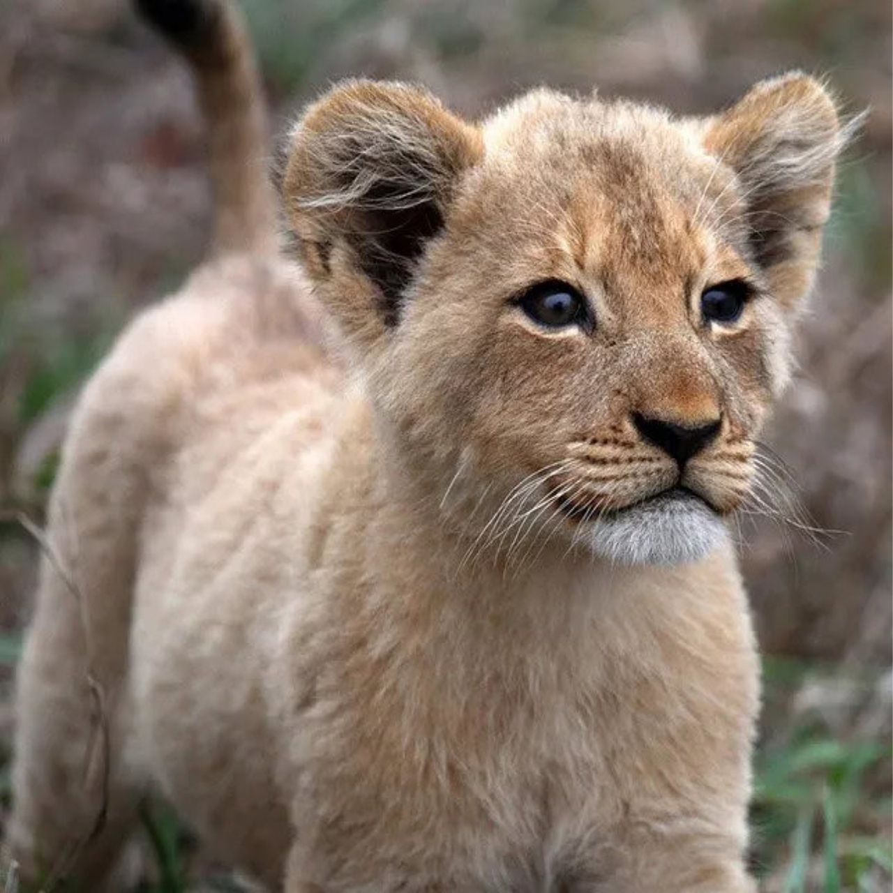 The Journey of Young Lions: From Cubs to Pride Members