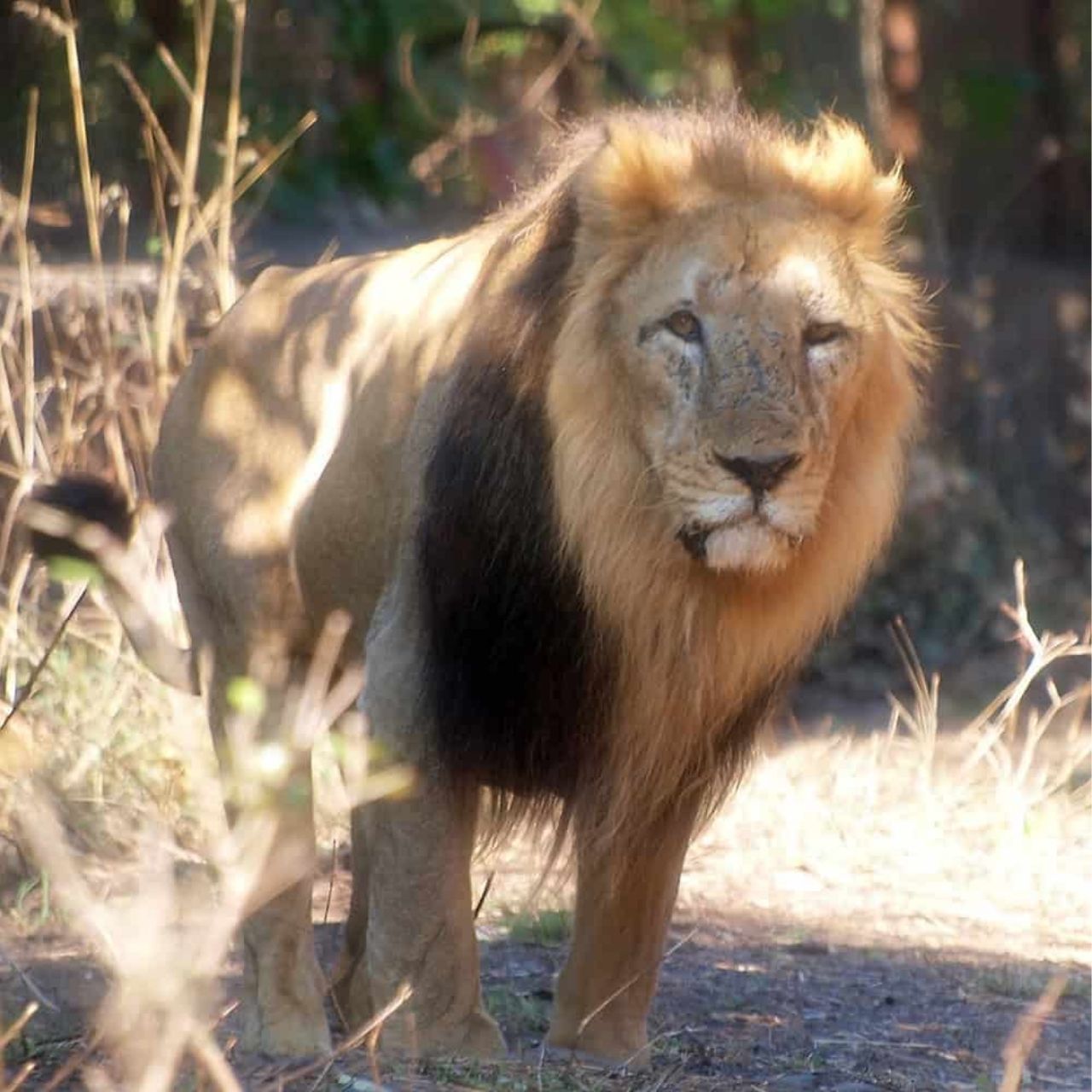 The Resilient Asiatic Lion: A Symbol of Conservation