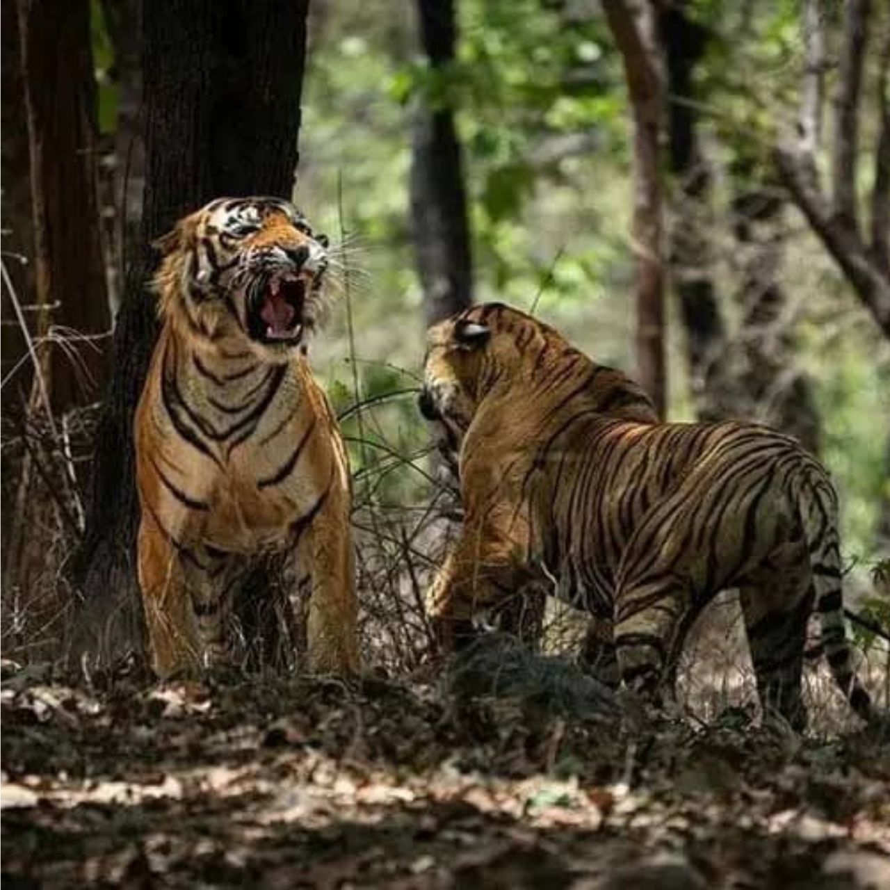 The Intriguing Mating Rituals of Bengal Tigers