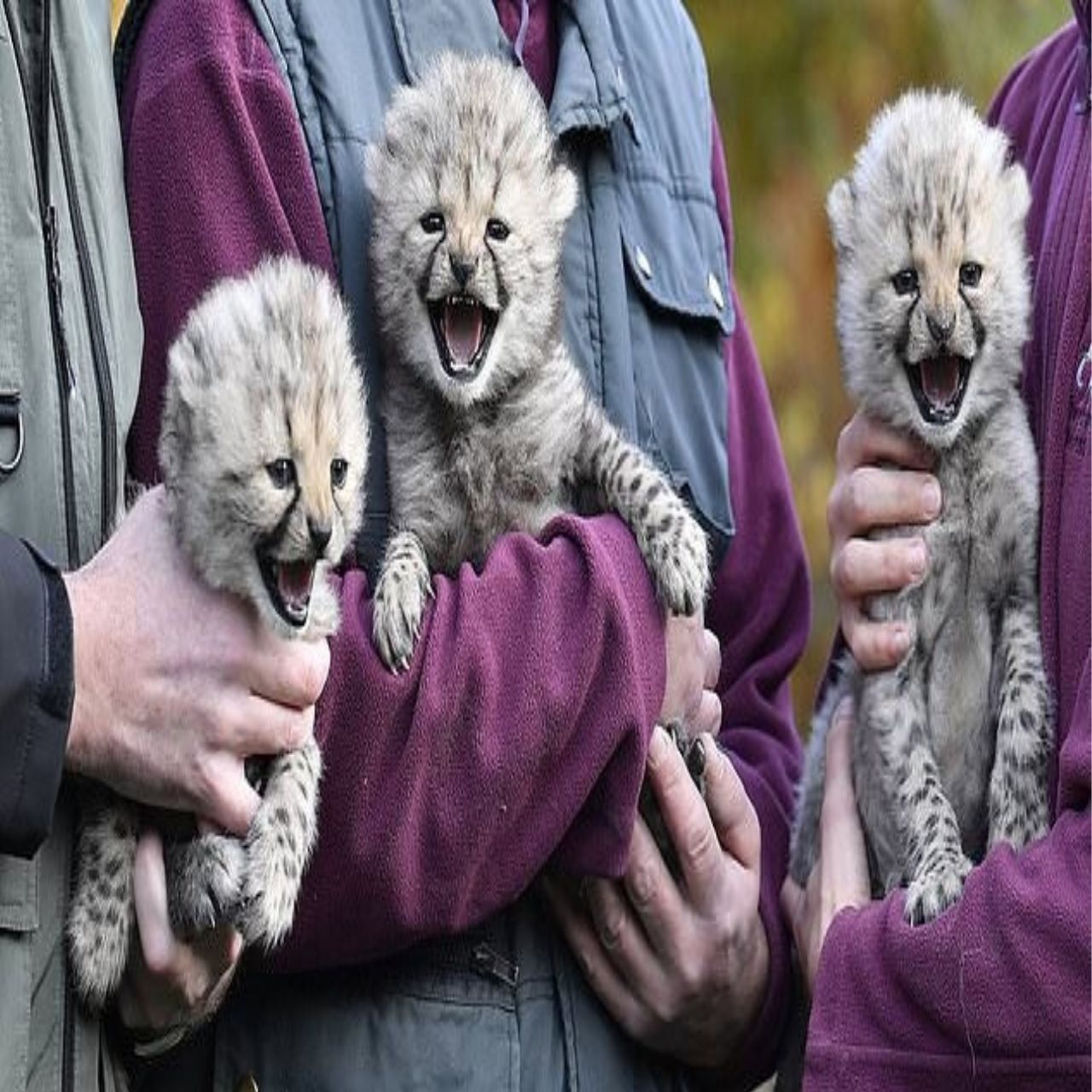 Adorable Cheetah Cubs Make Their Debut at Muenster Zoo