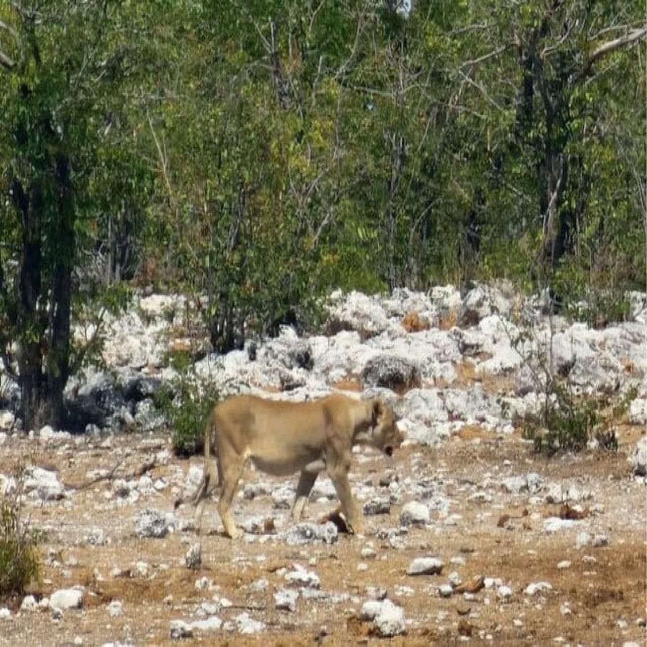 Dramatic Wildlife Encounter: Rhino's Struggle at Etosha Park