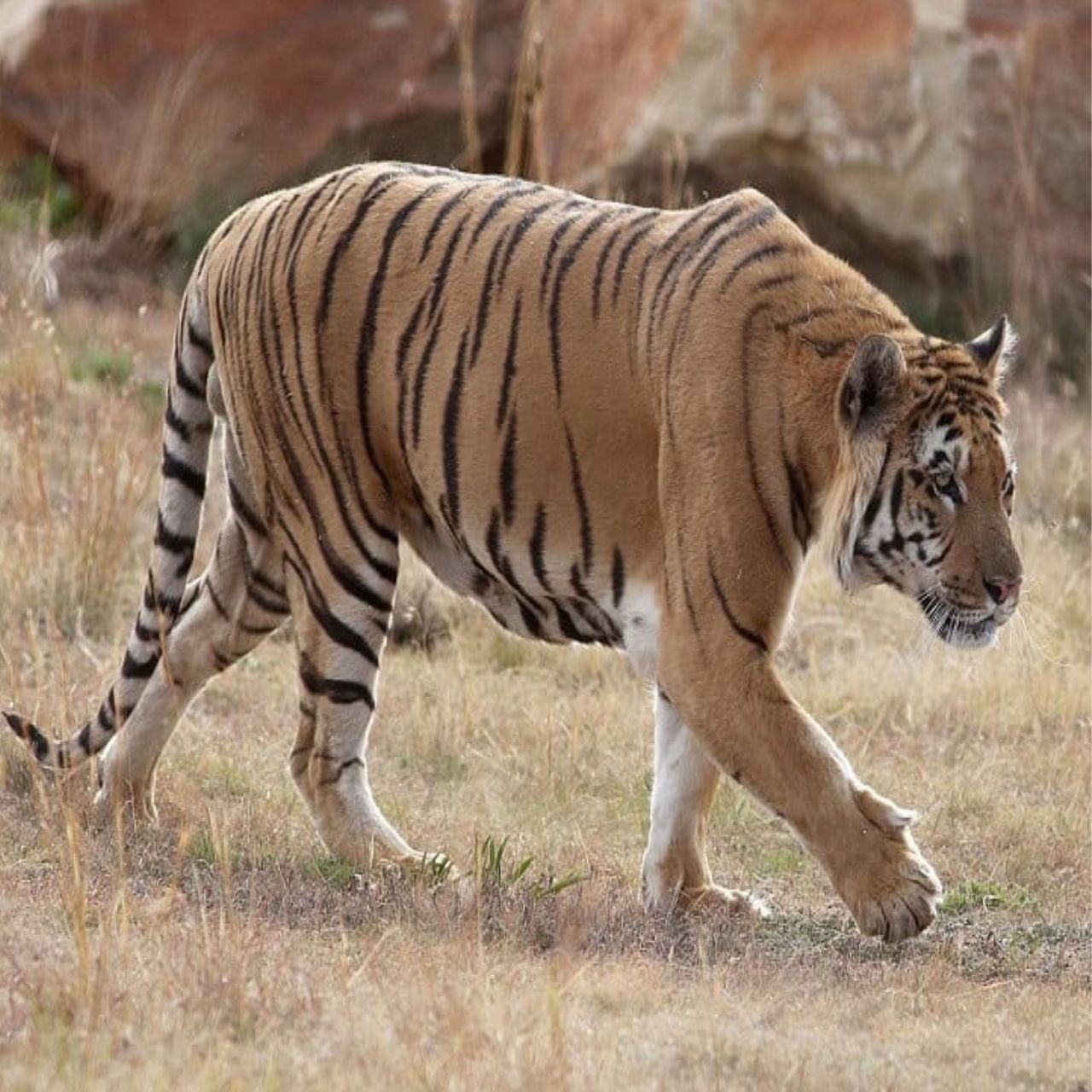 Rescued Tiger Finds New Freedom at South Africa Sanctuary
