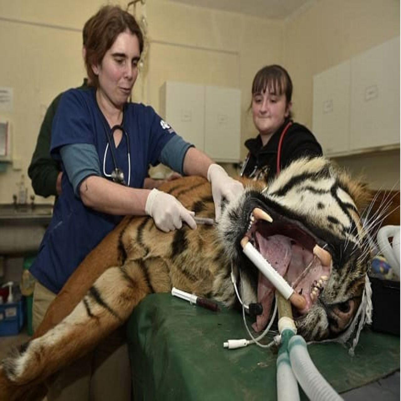 Amir the Tiger: A Successful Dental Surgery at Howletts Wild Animal Park