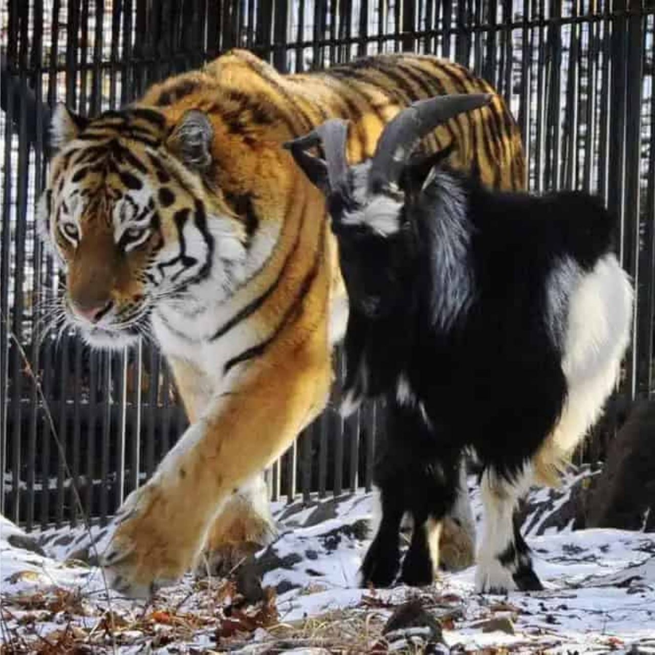 Unlikely Friends: The Heartwarming Bond Between a Tiger and a Goat