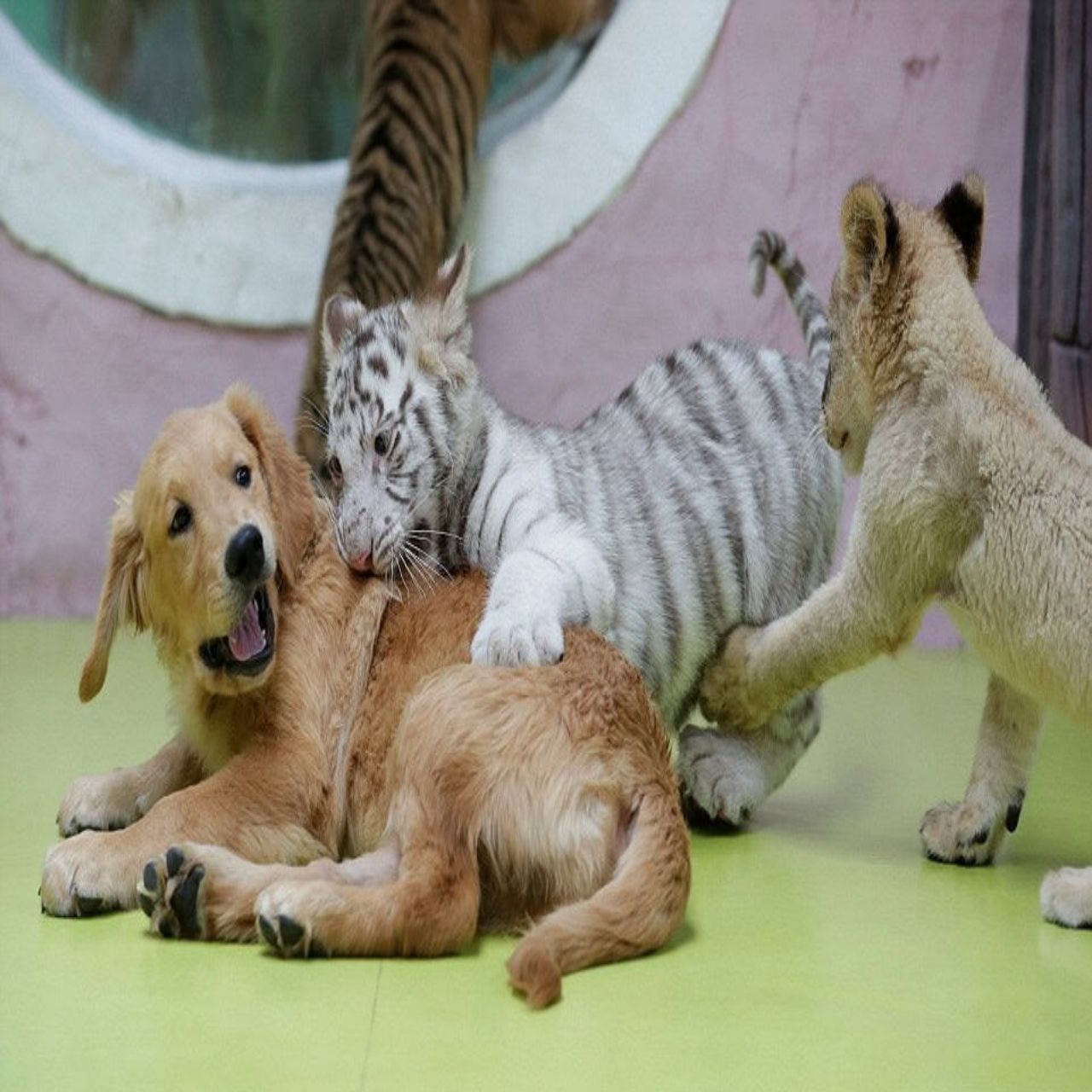 Unlikely Friends: A Heartwarming Bond Between Dogs and Wildlife