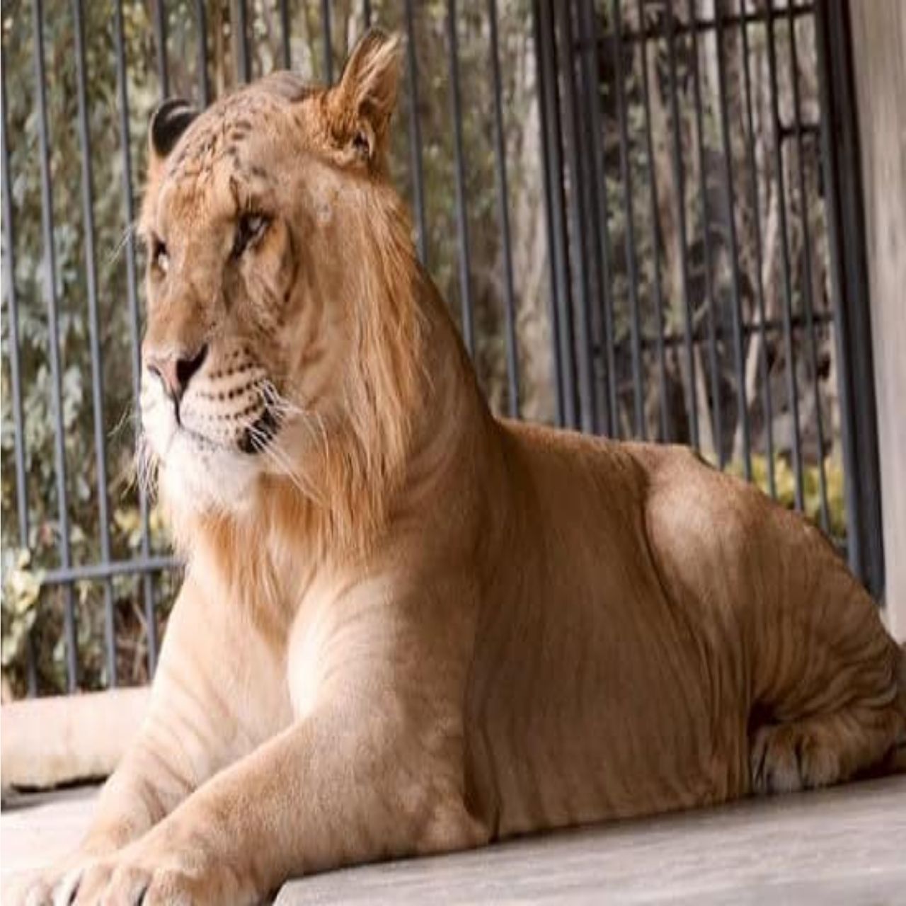 The Fascinating World of Ligers: Nature’s Unique Hybrids