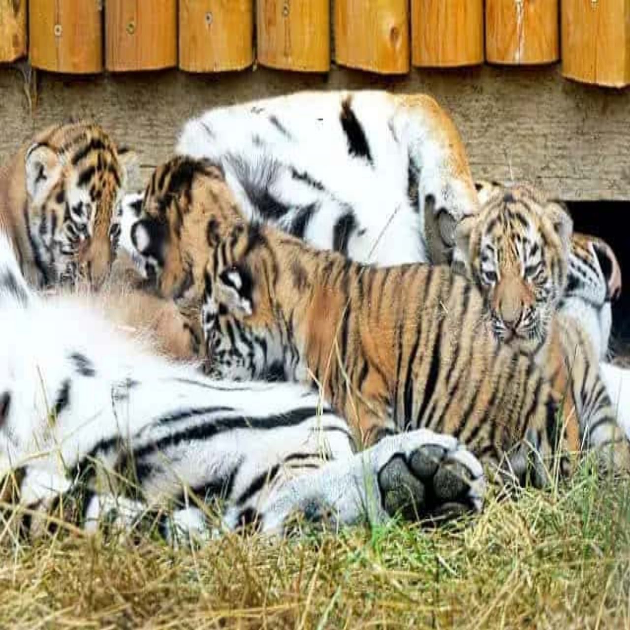 Celebrating New Beginnings: Two Endangered Amur Tiger Cubs Born at ZSL ...