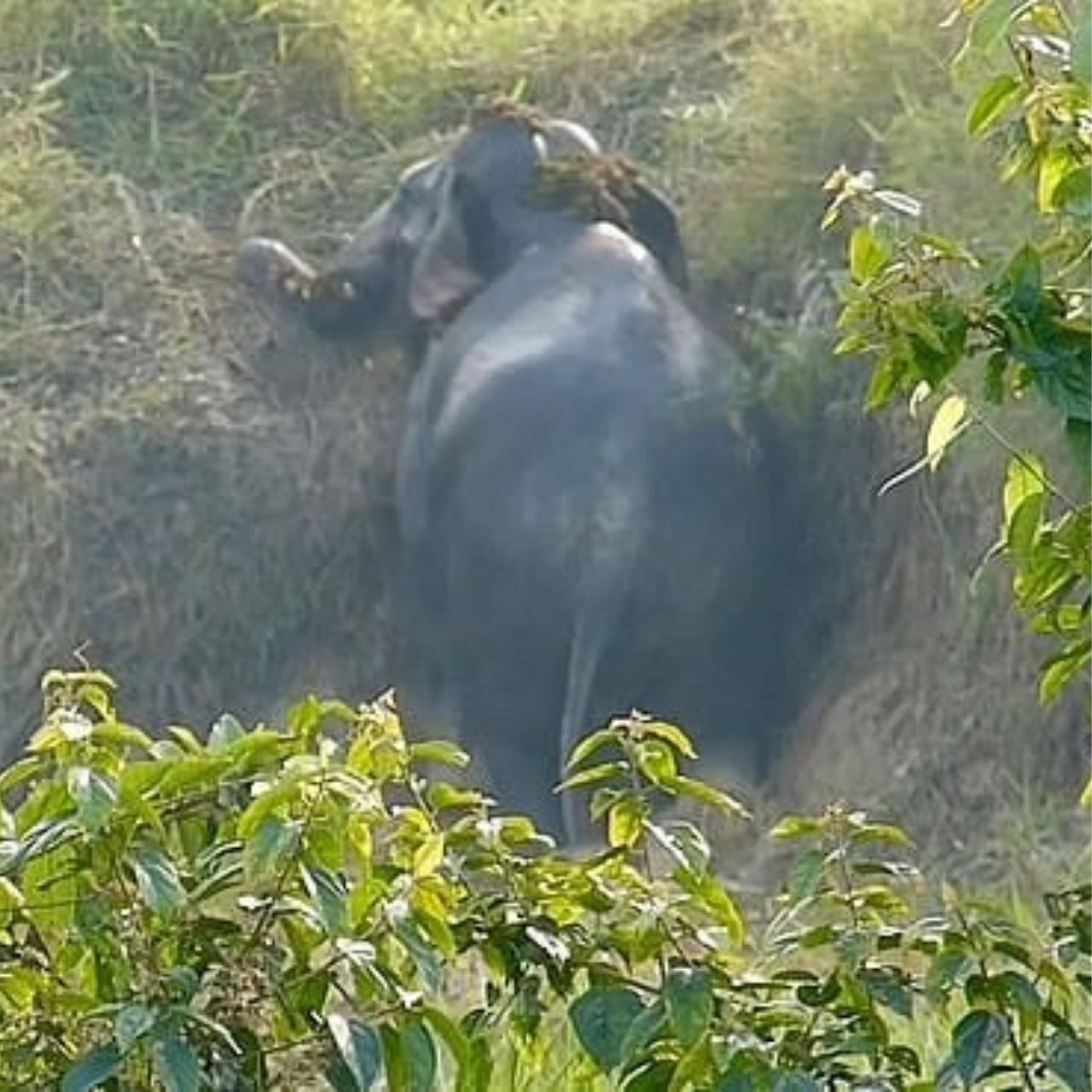Elephants Demonstrate Teamwork in Heartwarming Rescue